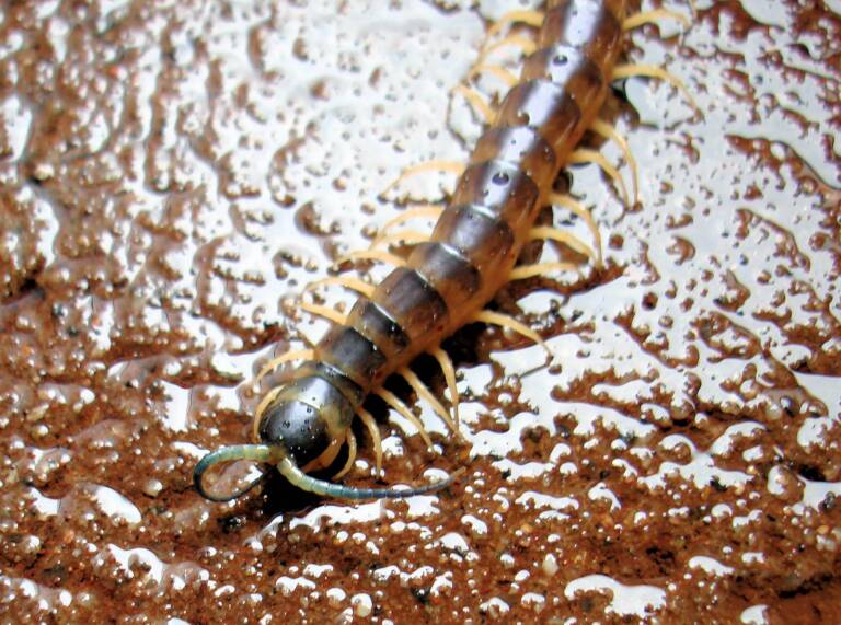 Native Centipede – Ausemade