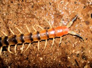Native Centipede – Ausemade