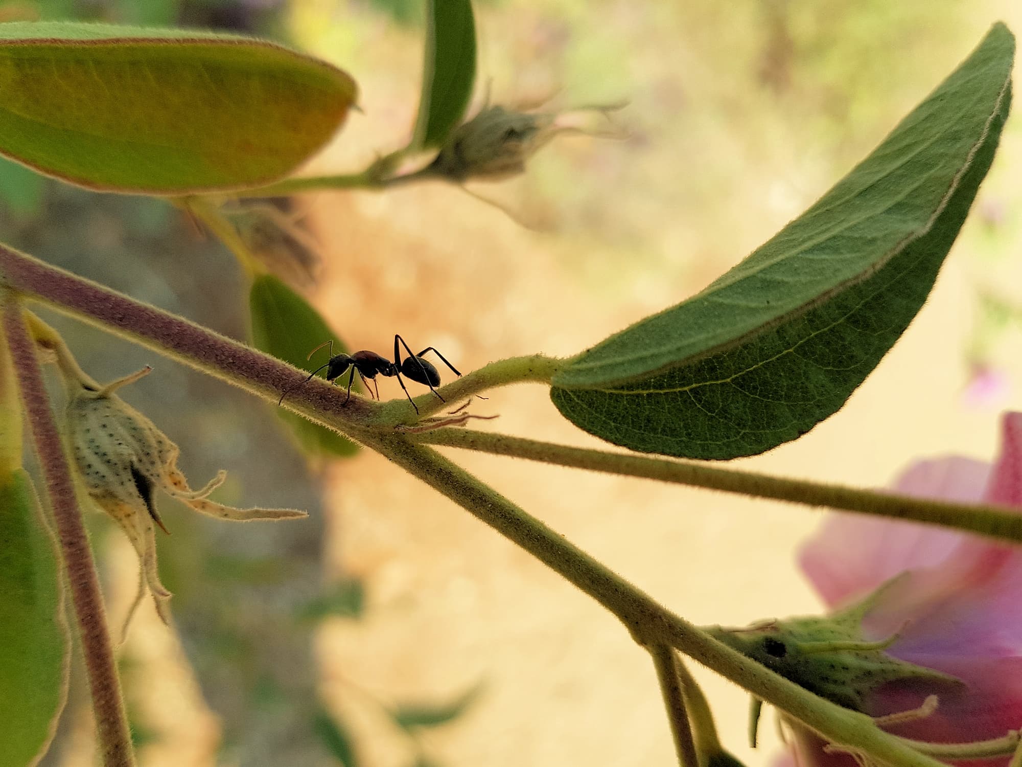 Native Cotton Bush – Ausemade