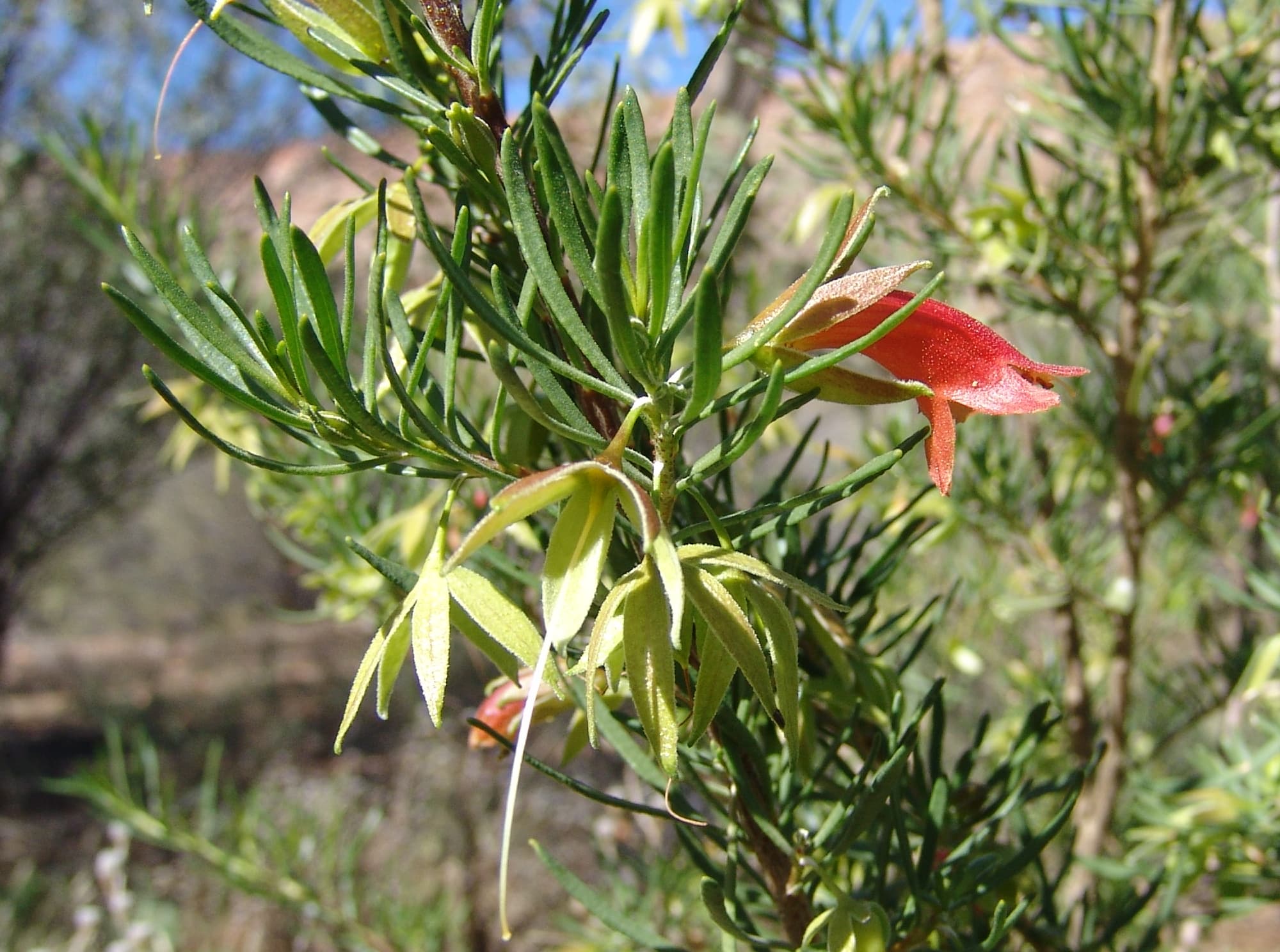Native Fuchsia (Eremophila latrobei) – Ausemade