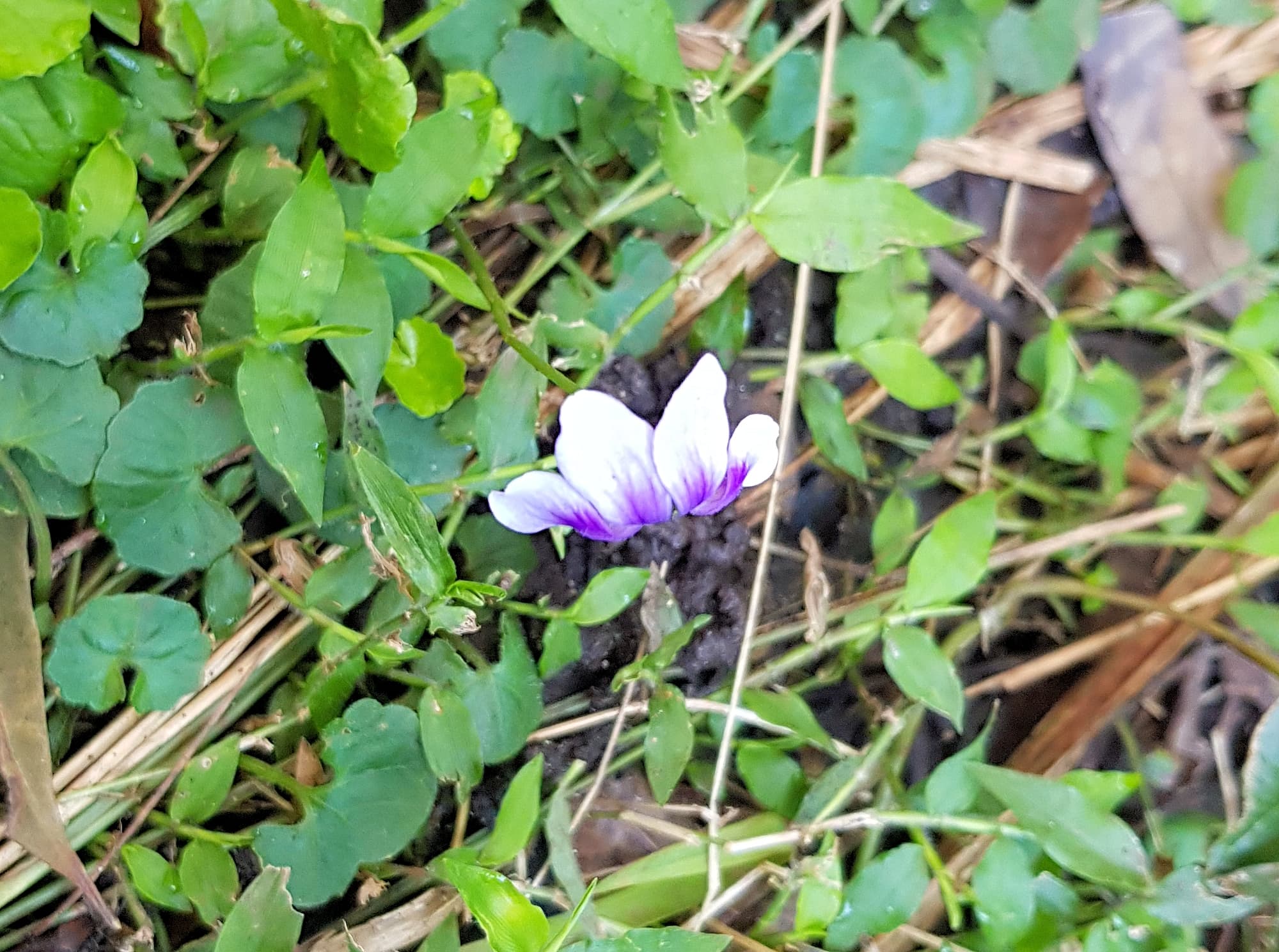 Native Violet – Ausemade