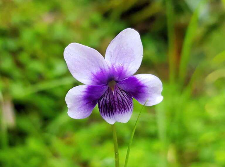 Native Violet – Ausemade