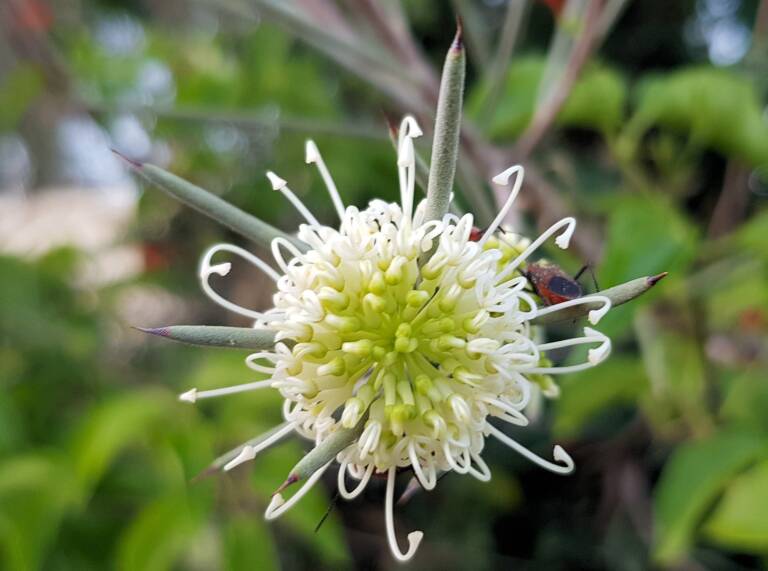 Needlewood – Ausemade