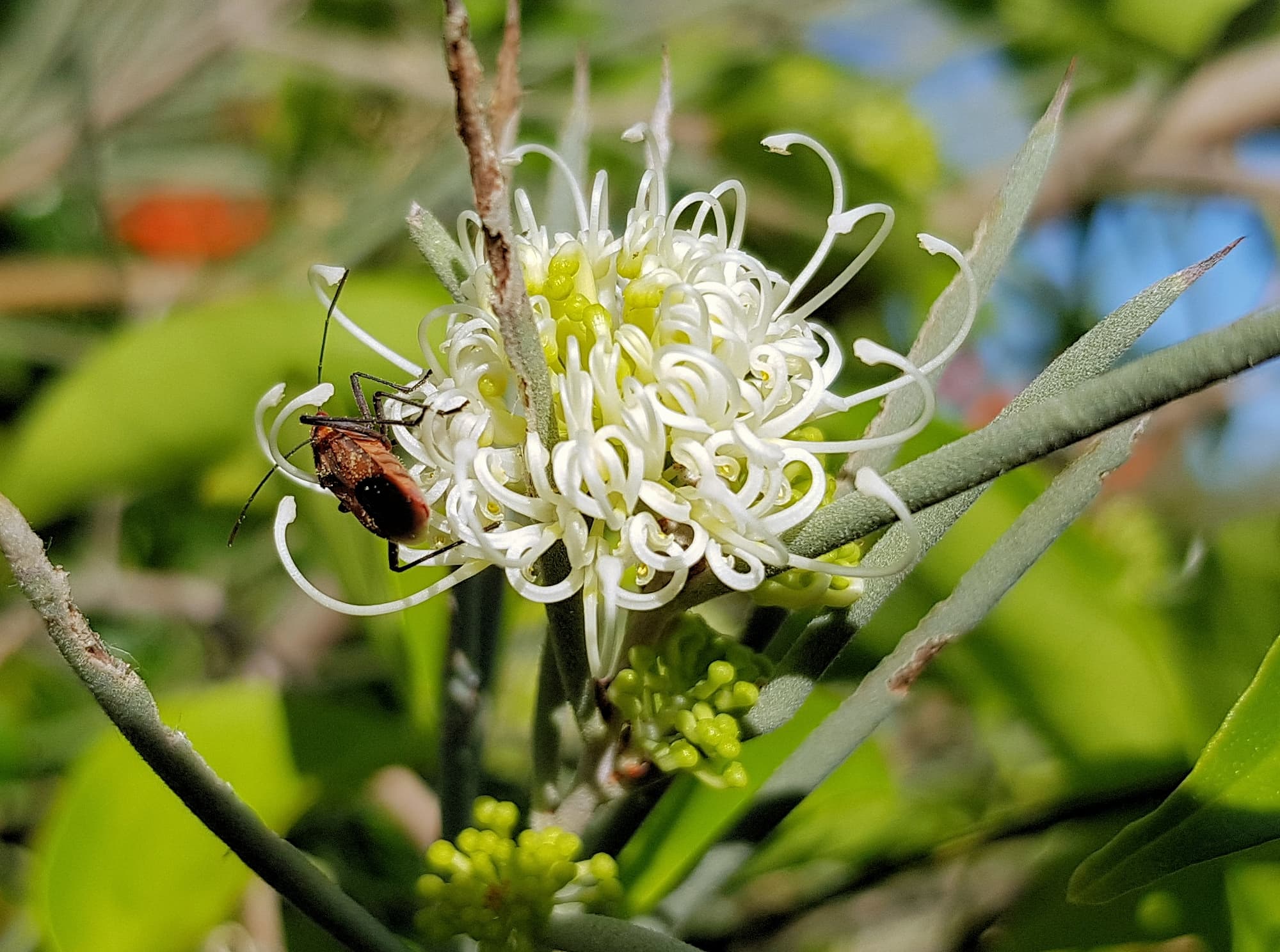 Needlewood – Ausemade