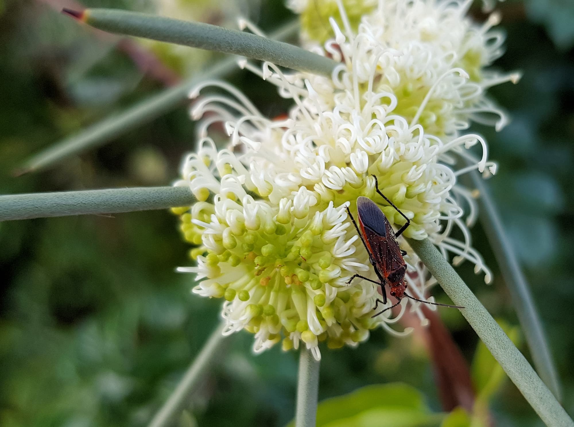 Needlewood – Ausemade