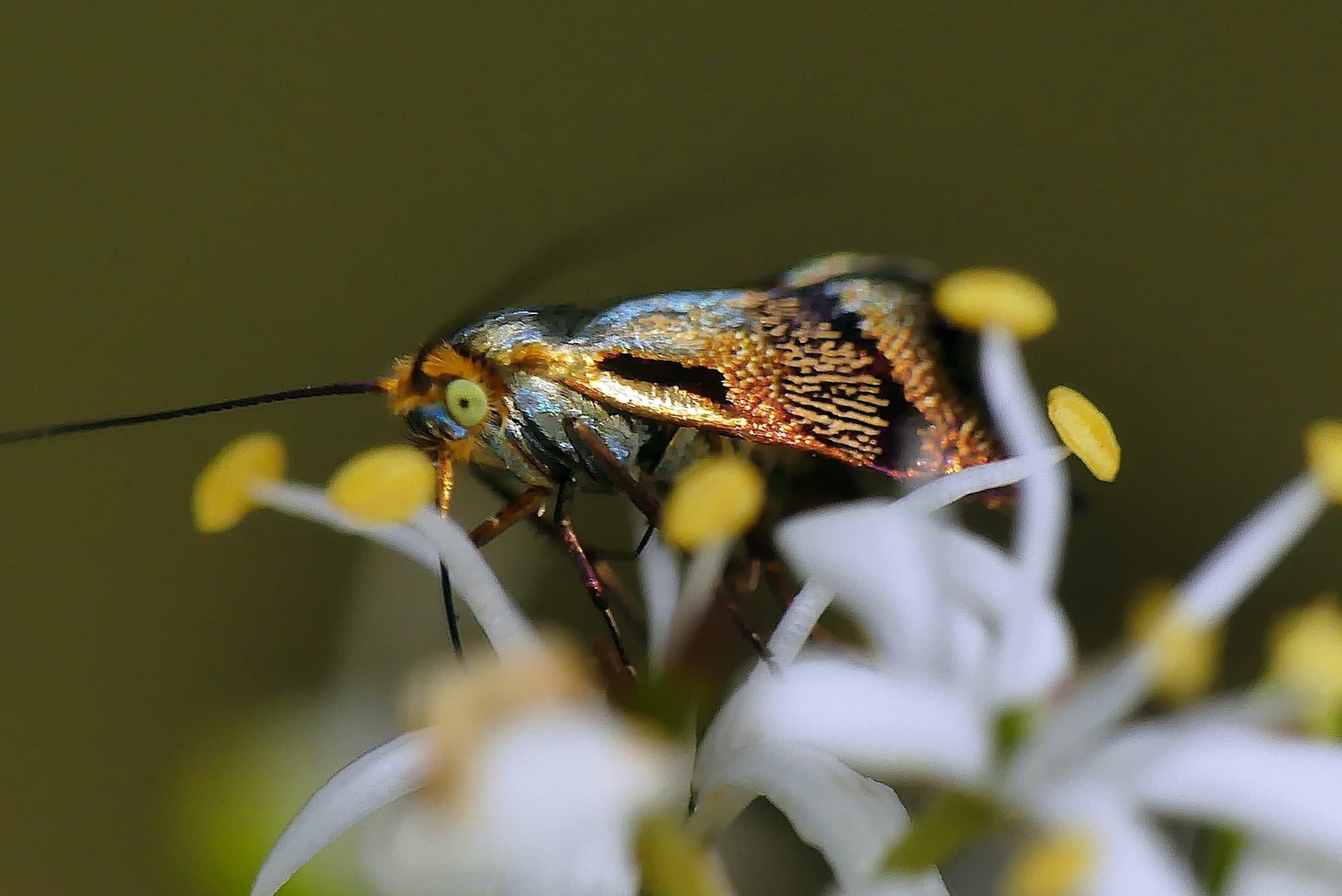 Nemophora laurella – Ausemade