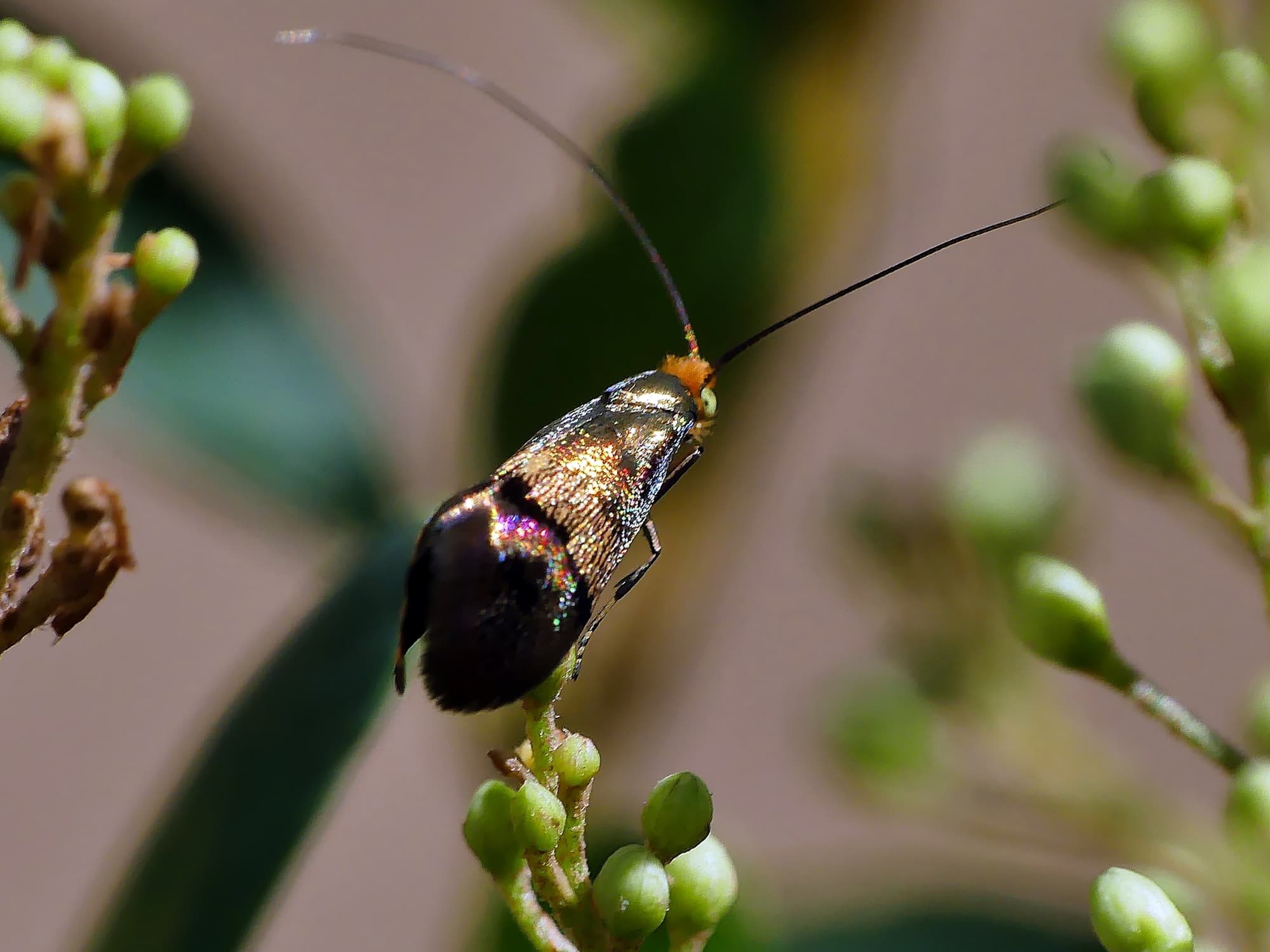 Nemophora laurella – Ausemade