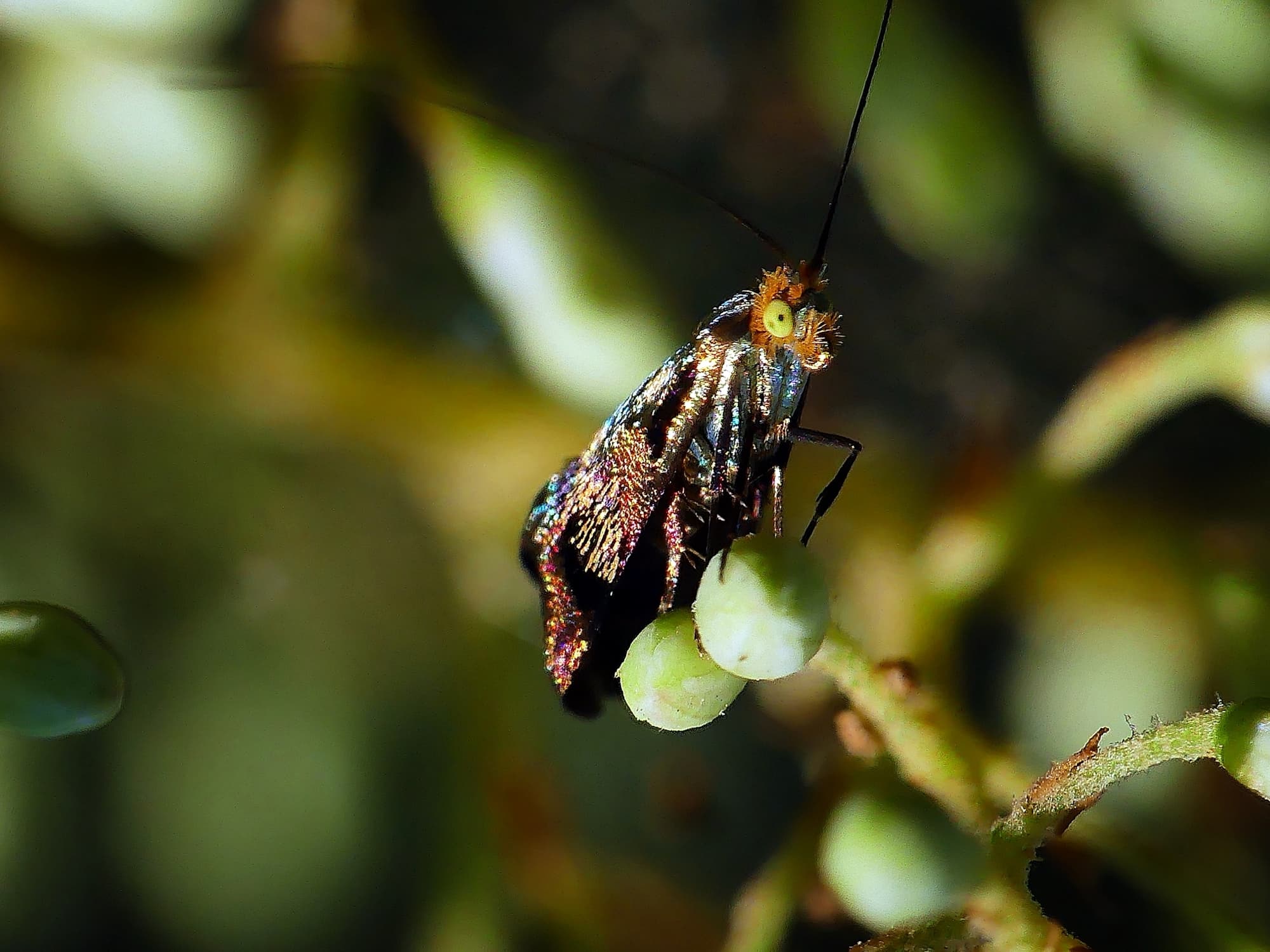 Nemophora laurella – Ausemade