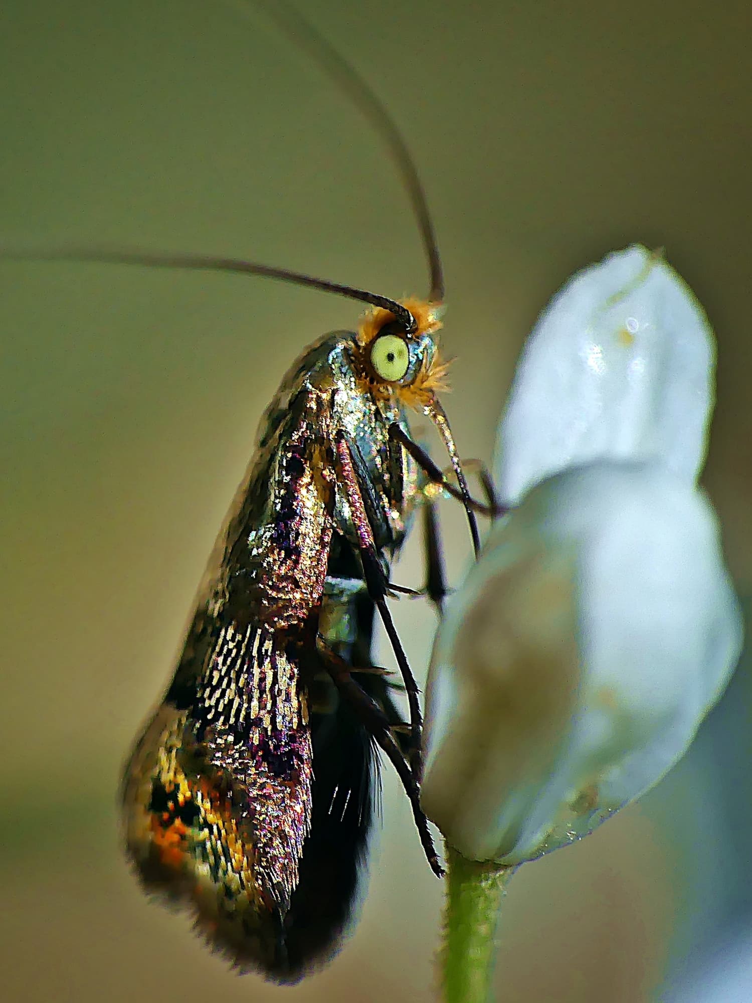 Nemophora laurella – Ausemade