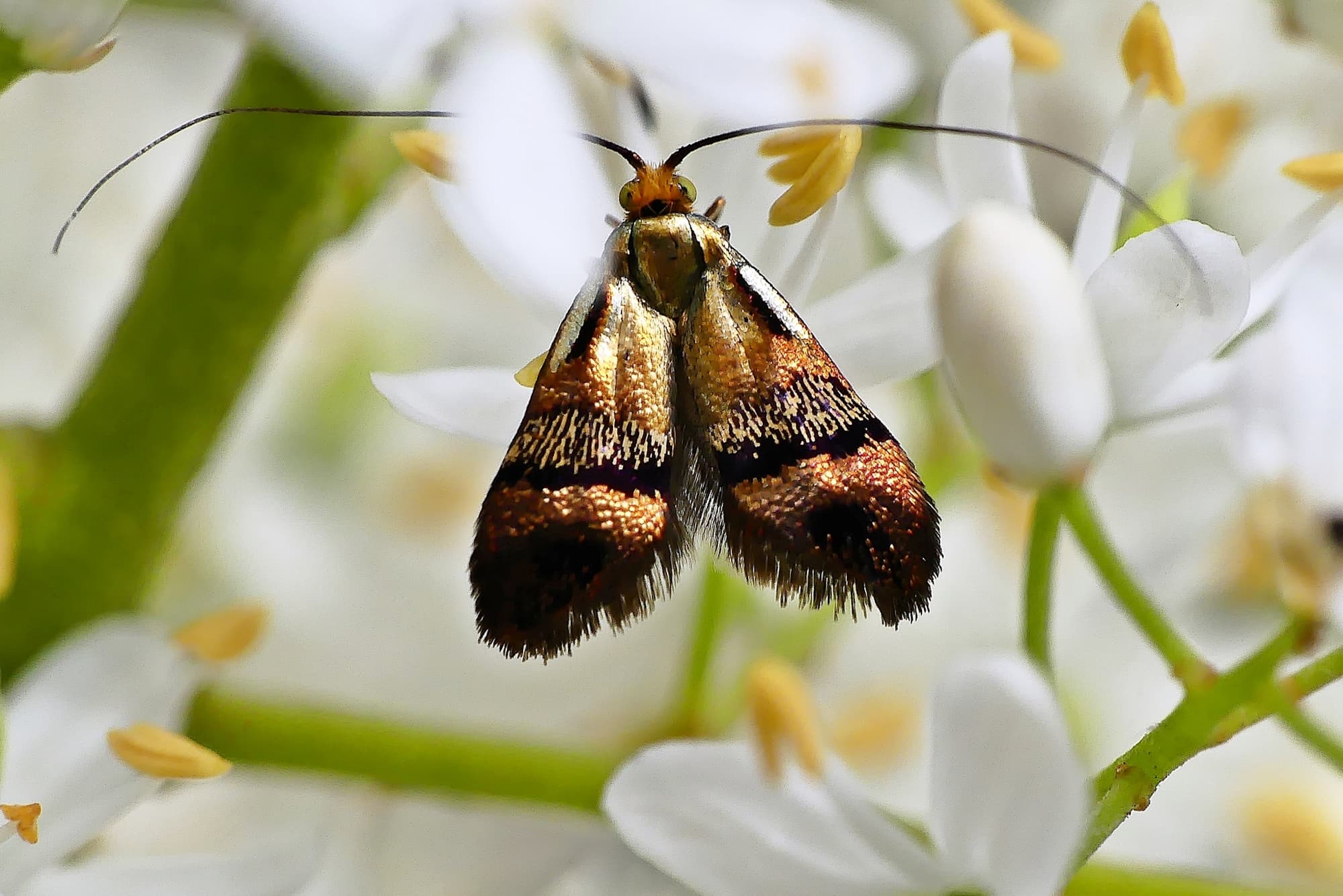 Nemophora laurella – Ausemade