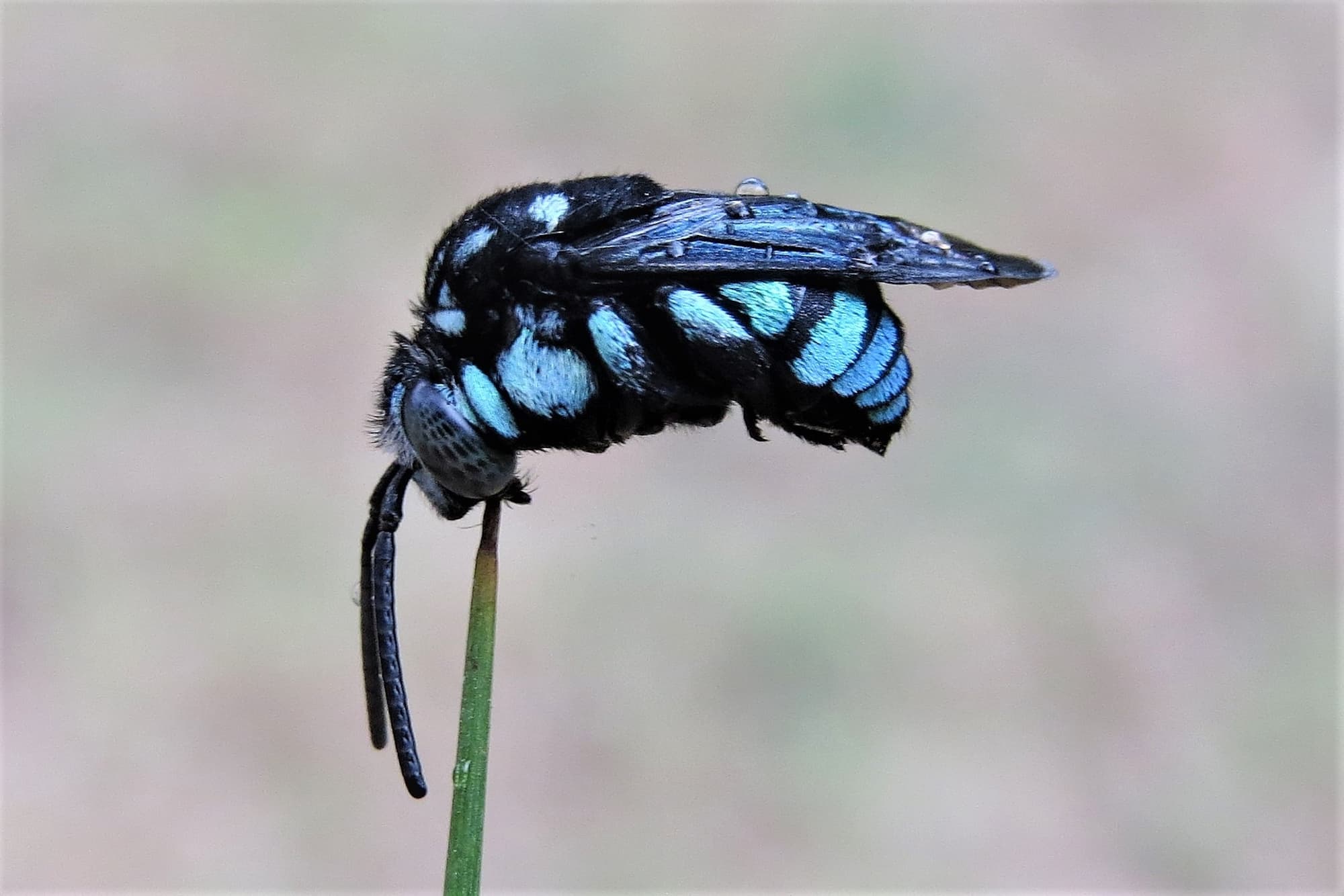 Neon Cloak-and-dagger Bee (Thyreus nitidulus) – Ausemade
