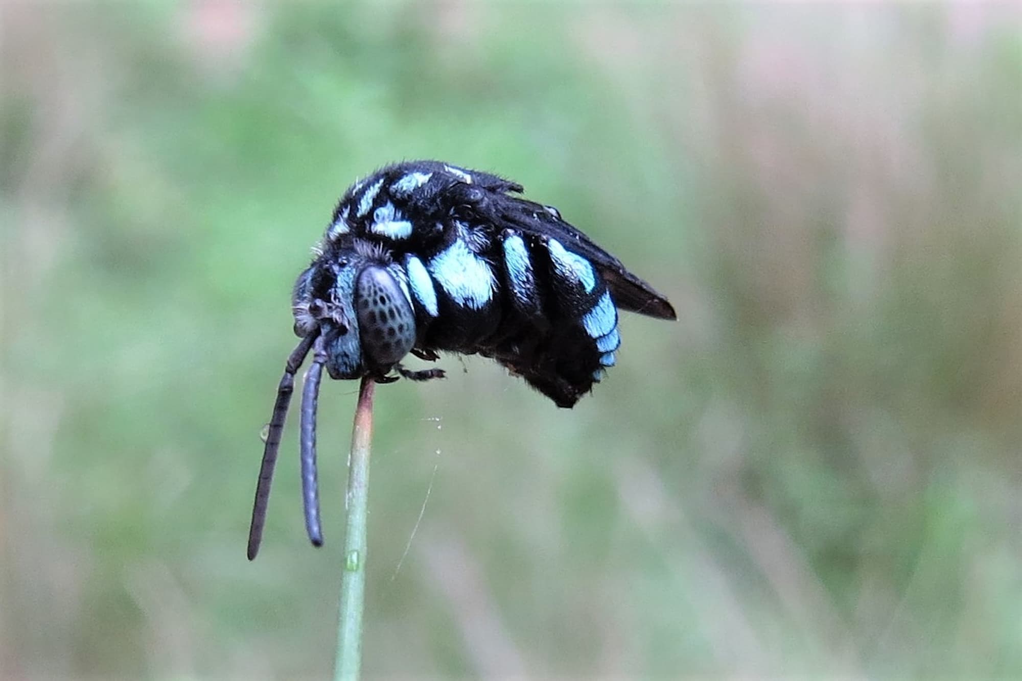 Neon Cloak-and-dagger Bee (Thyreus nitidulus) – Ausemade