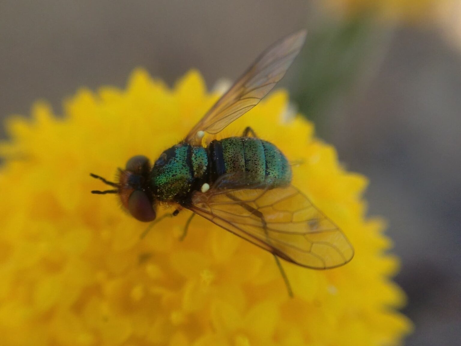 Neosardus cosmus – Ausemade