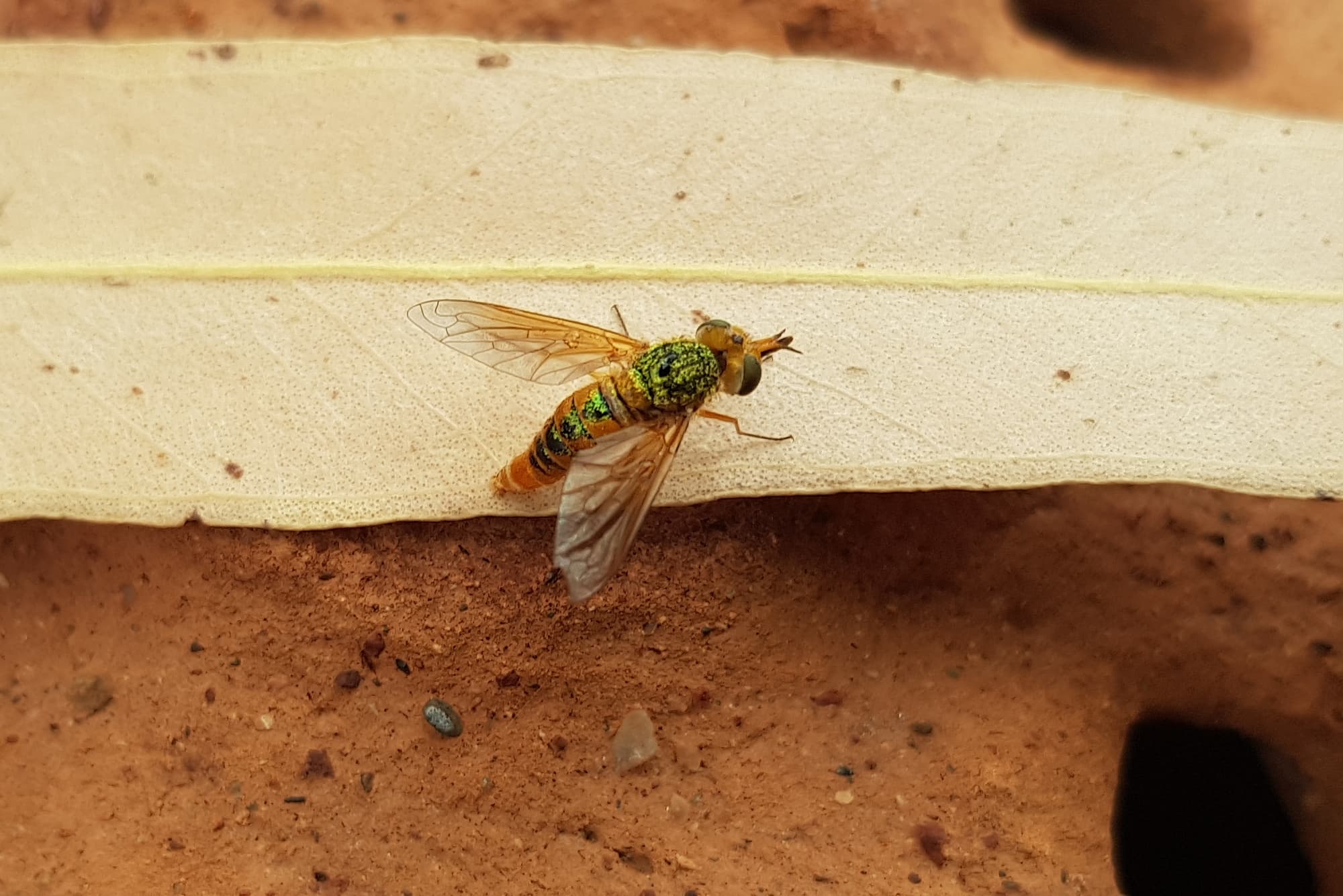 Neosardus sp – Ausemade