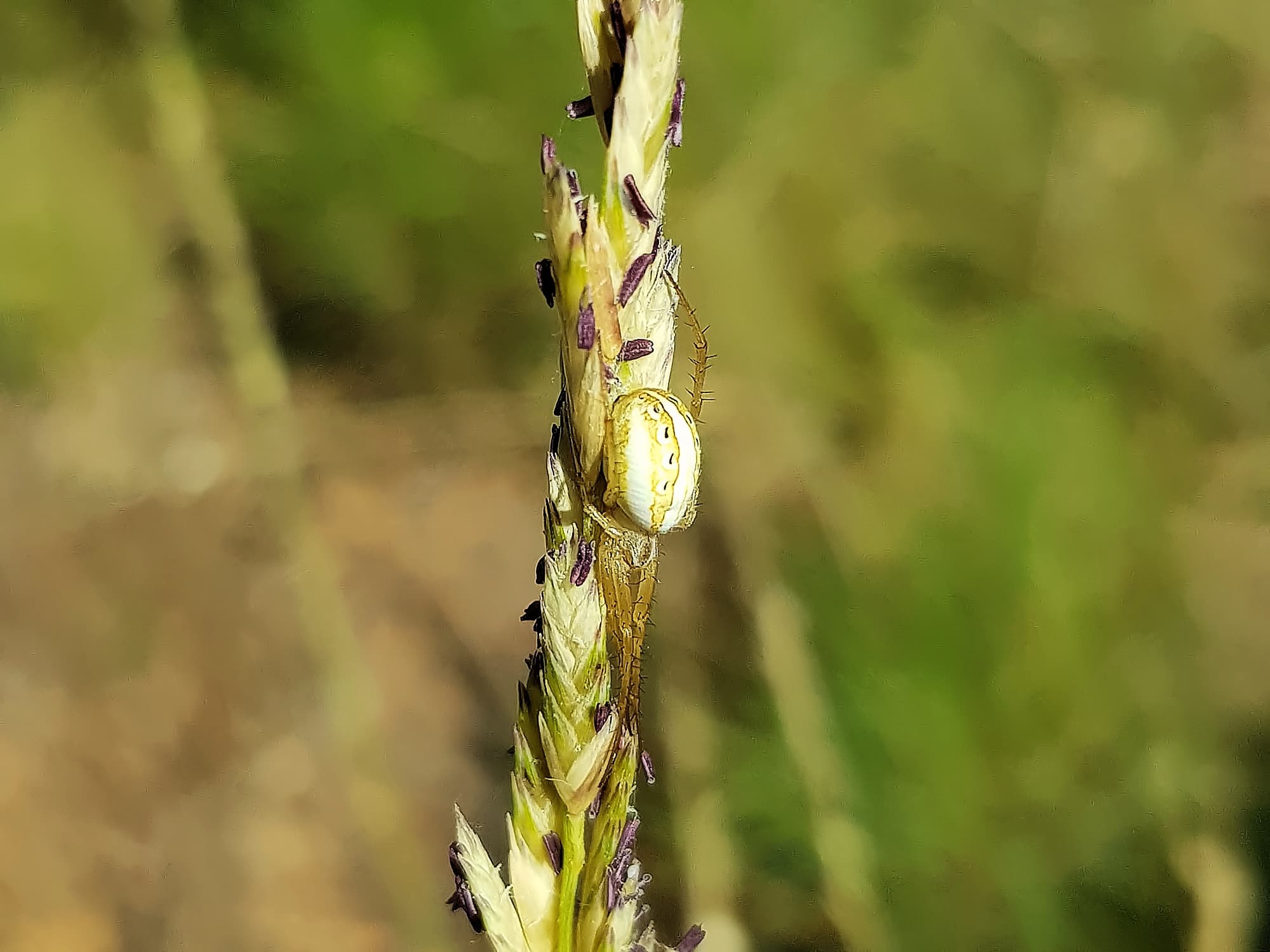 Striped Orb Weaver (Neoscona sp) – Ausemade
