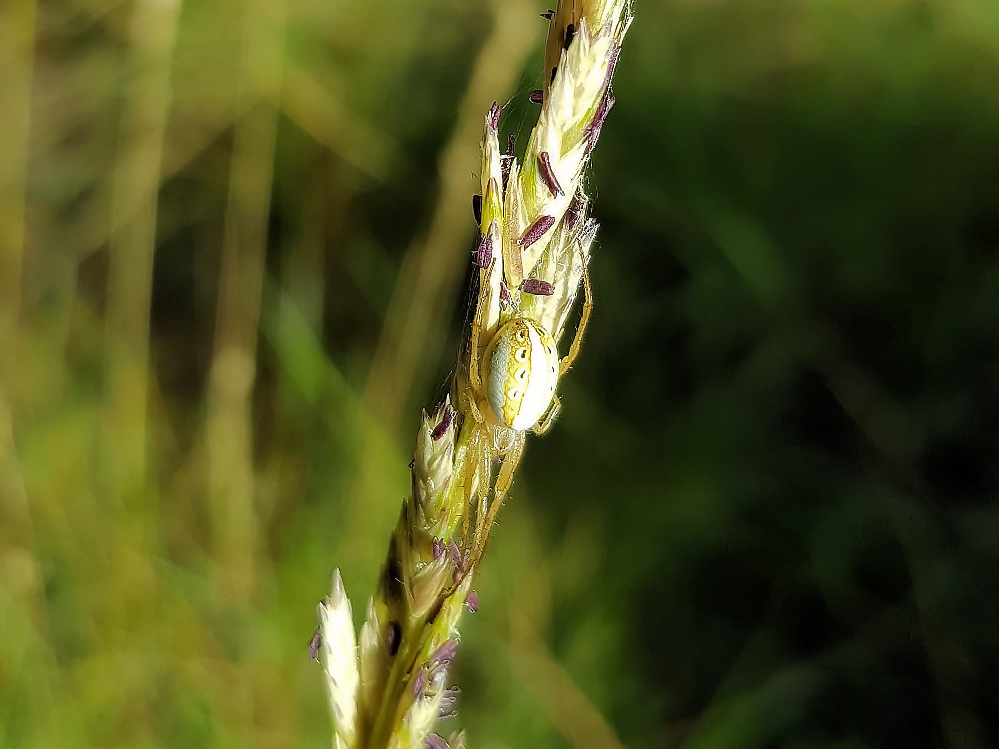 Striped Orb Weaver (Neoscona sp) – Ausemade