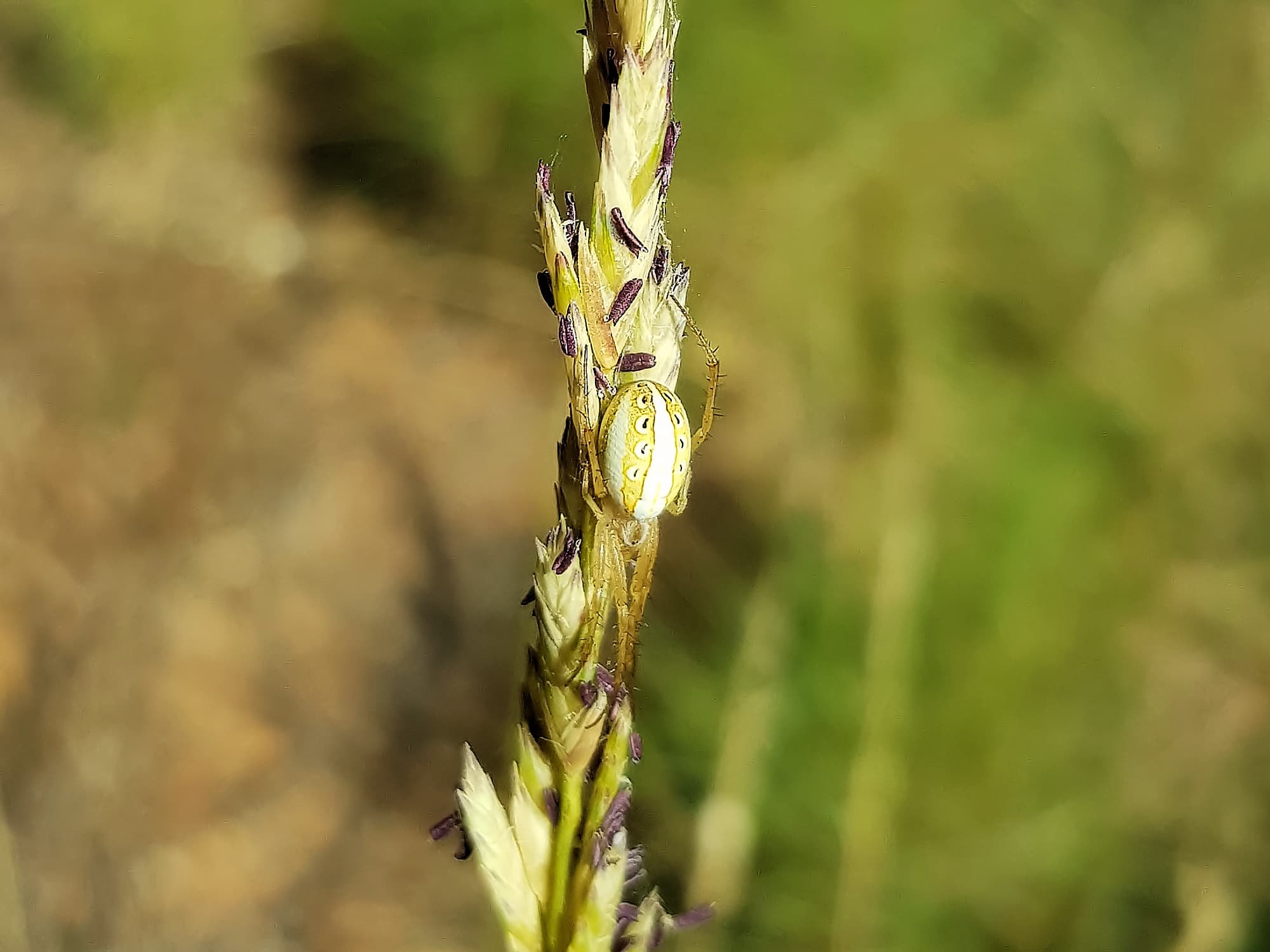 Striped Orb Weaver (Neoscona sp) – Ausemade