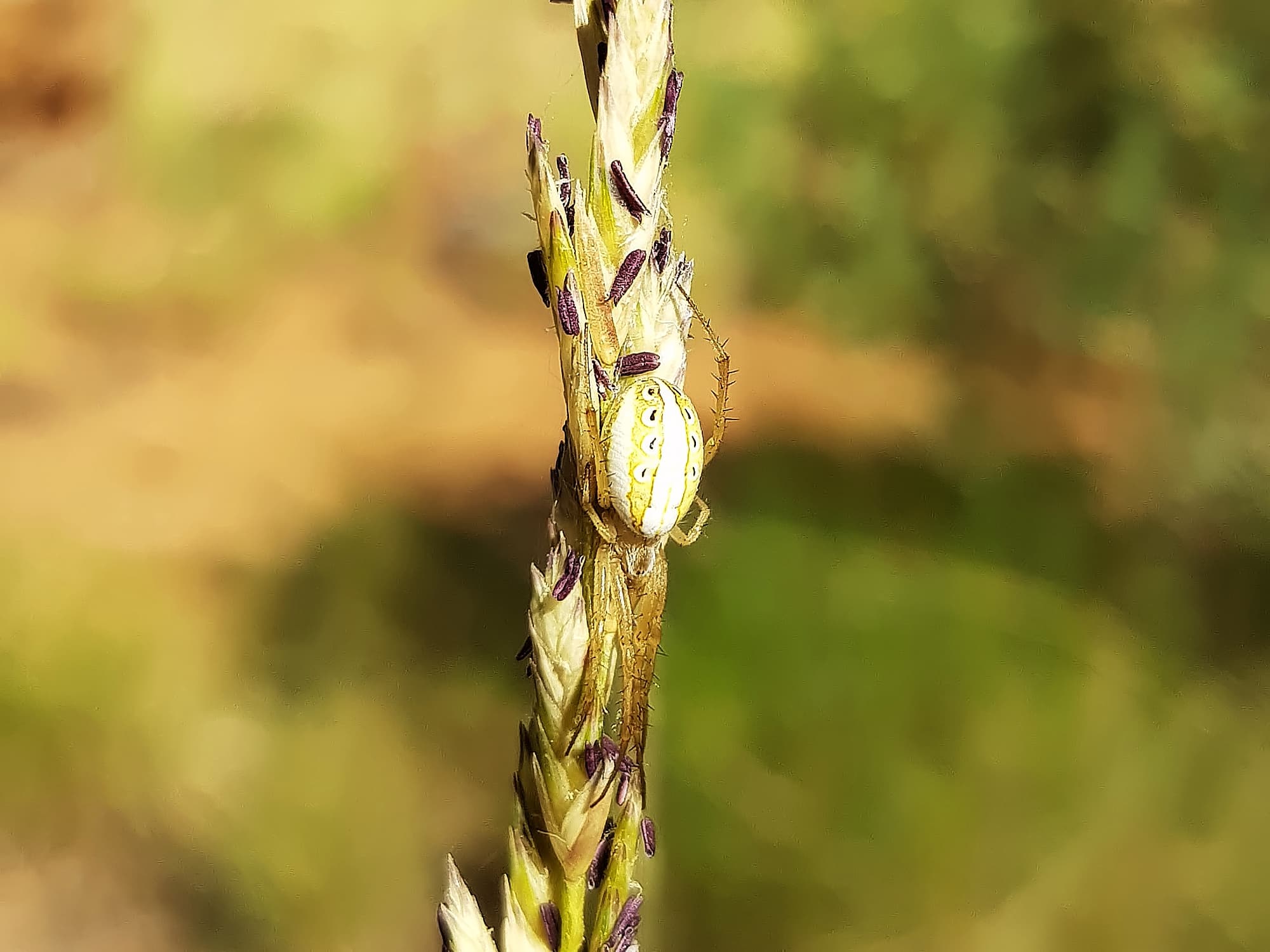 Striped Orb Weaver (Neoscona sp) – Ausemade