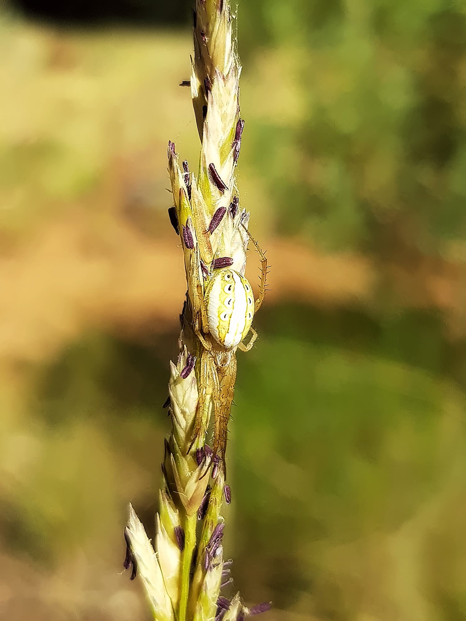 Spiders – Ausemade