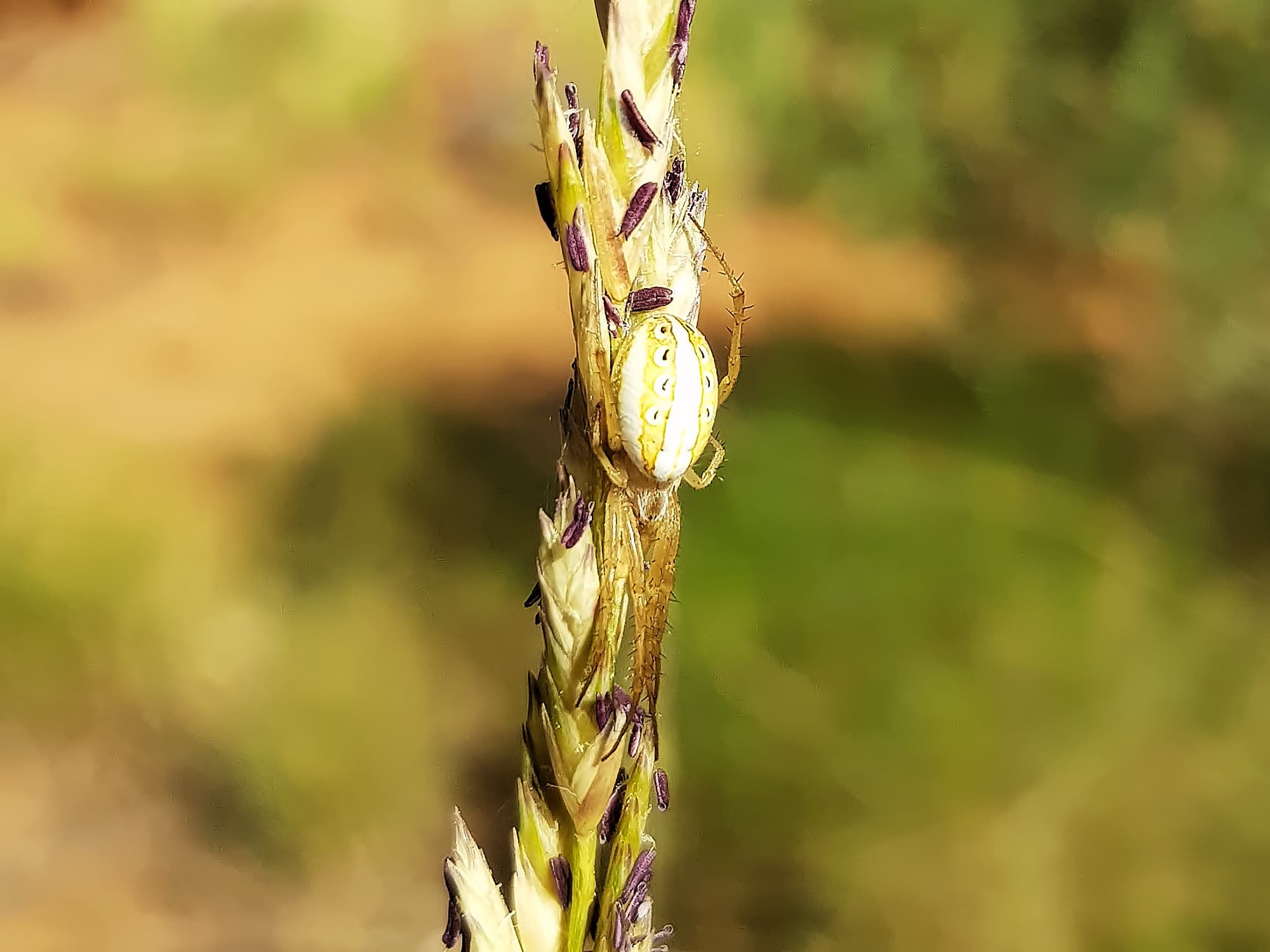 Striped Orb Weaver (Neoscona sp) – Ausemade