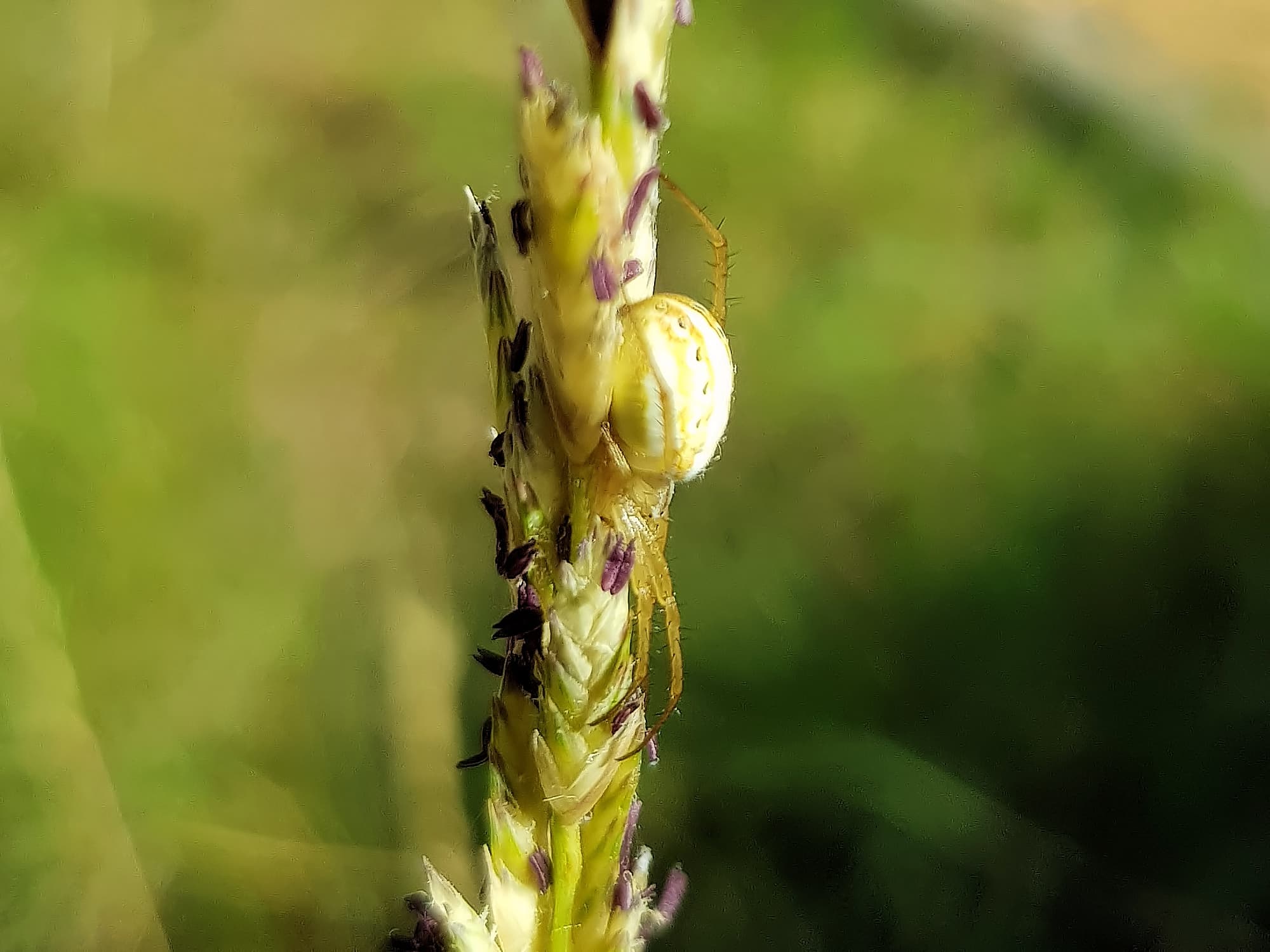Striped Orb Weaver (Neoscona sp) – Ausemade