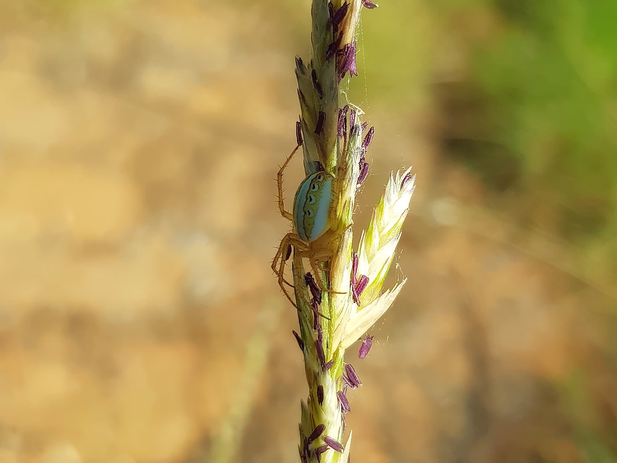 Striped Orb Weaver (Neoscona sp) – Ausemade