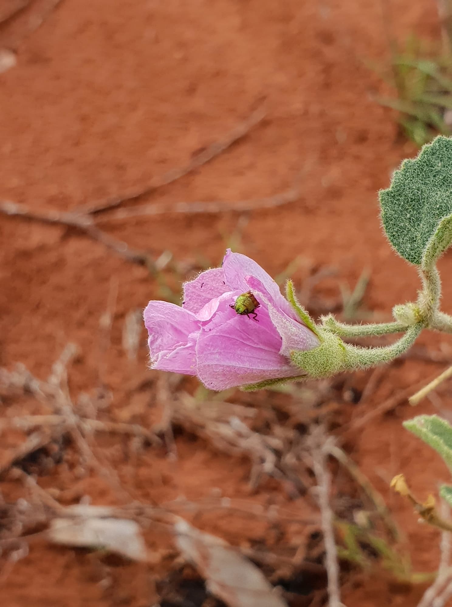 Neospades sp – Ausemade