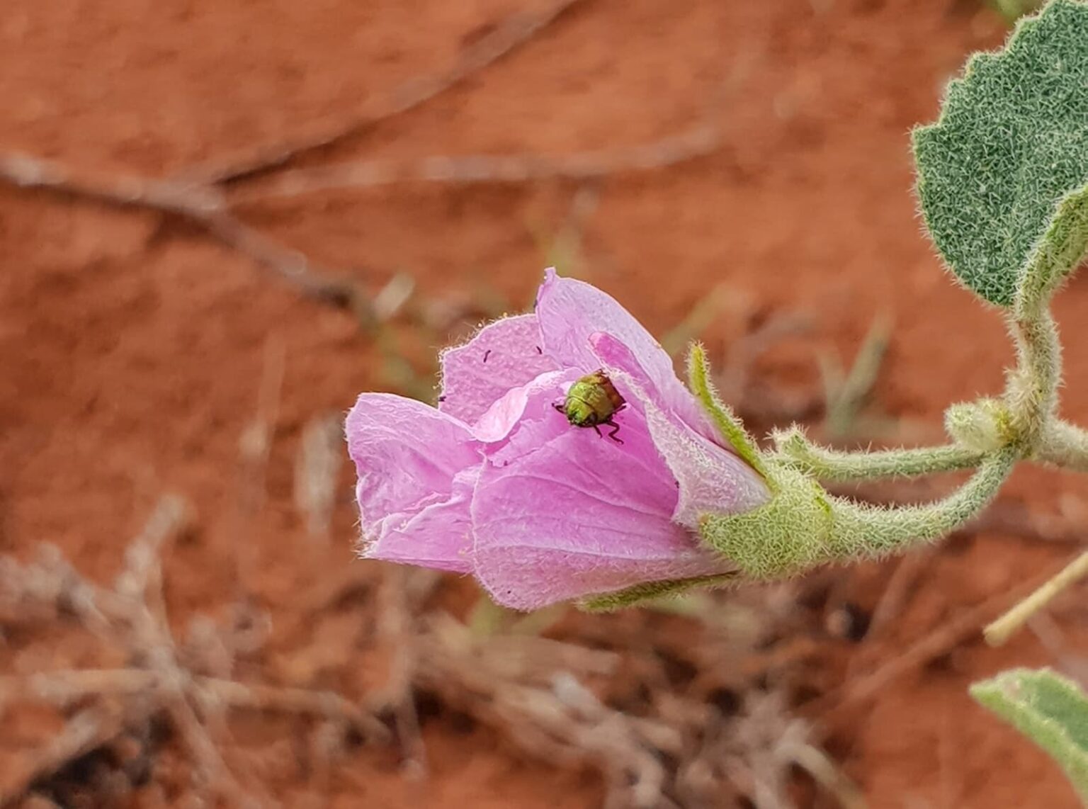 Neospades sp – Ausemade