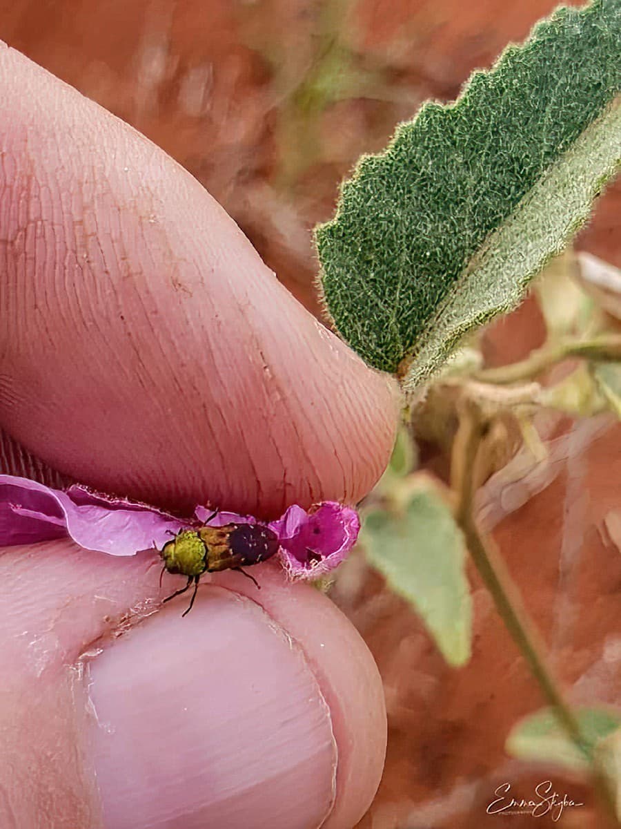 Neospades sp – Ausemade