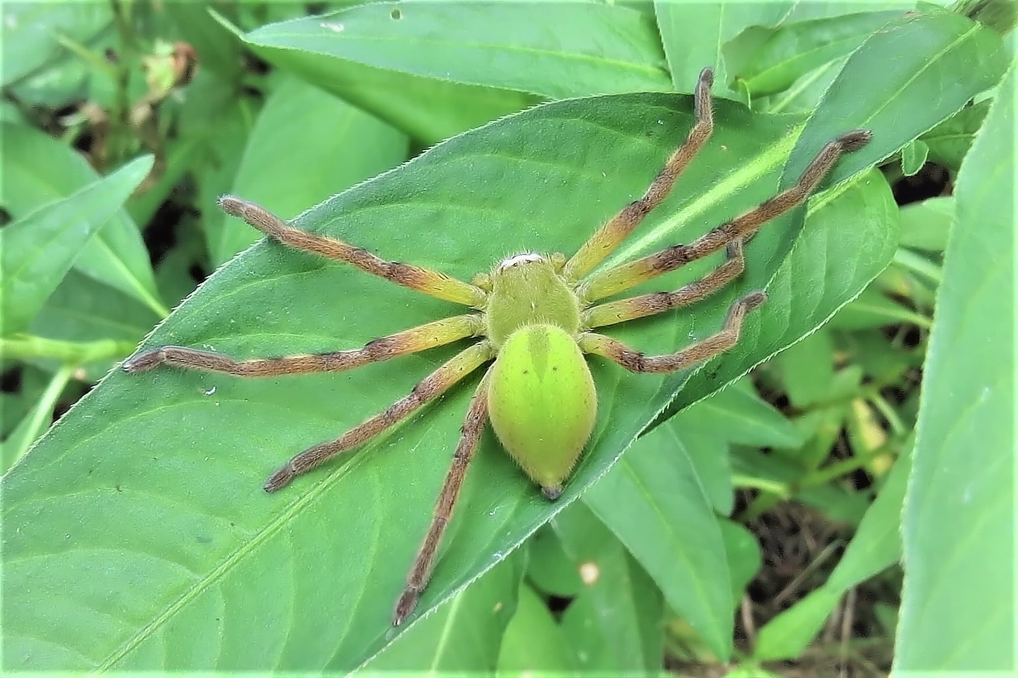 Neosparassus patellatus – Ausemade