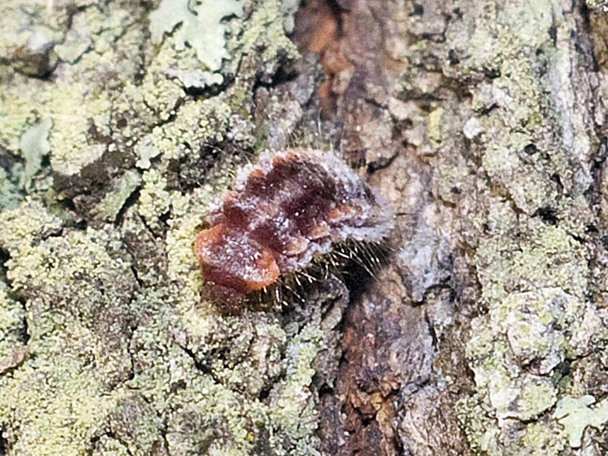 Lycidae – Ausemade