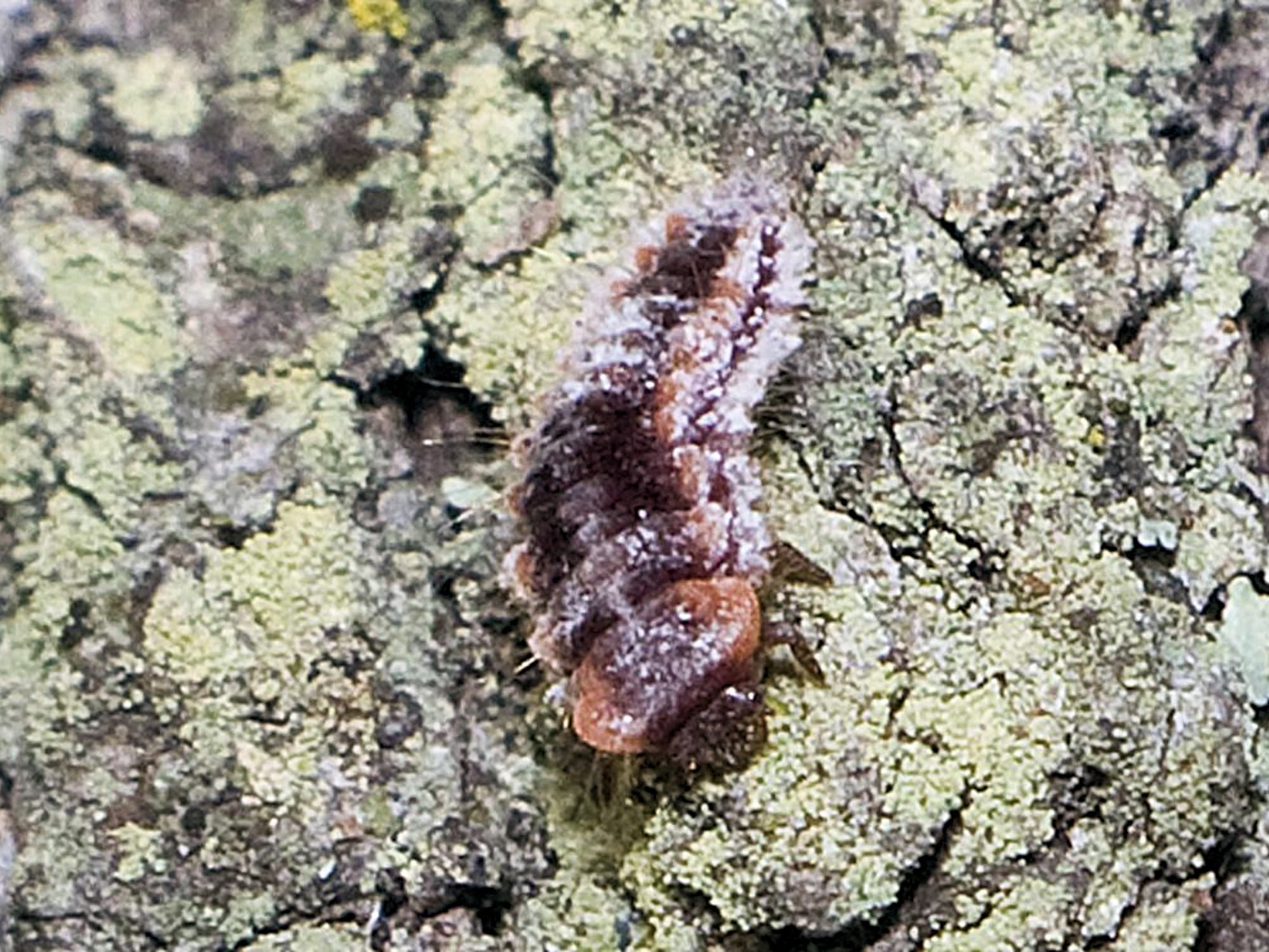 Lycidae – Ausemade