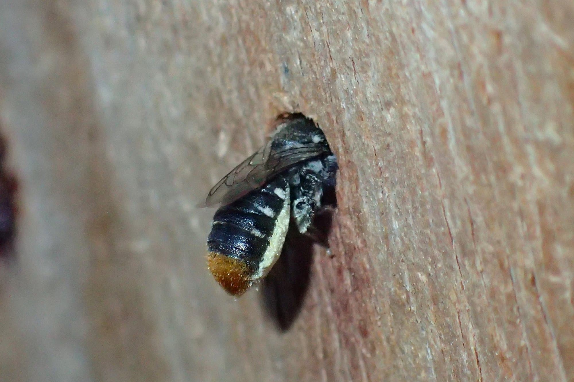 I needed the buzz of a New Bee fix… – Ausemade