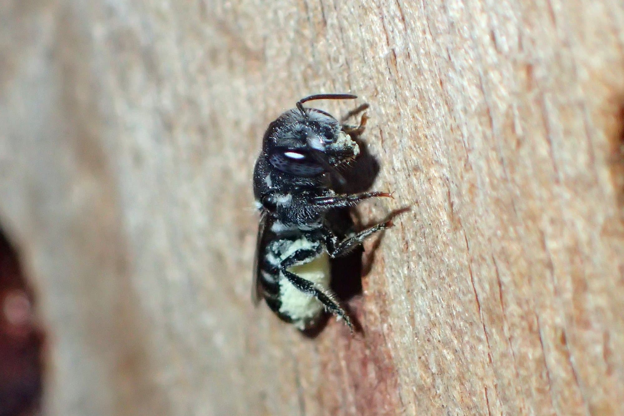 I needed the buzz of a New Bee fix… – Ausemade