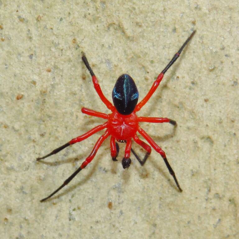Nicodamidae (Red and Black Spider) – Ausemade