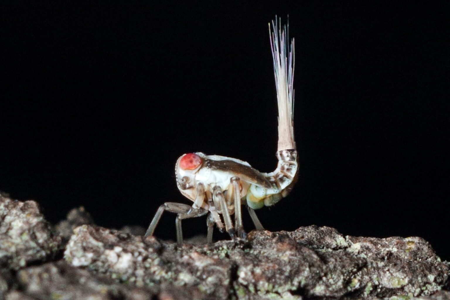 Hemiptera Index – Ausemade