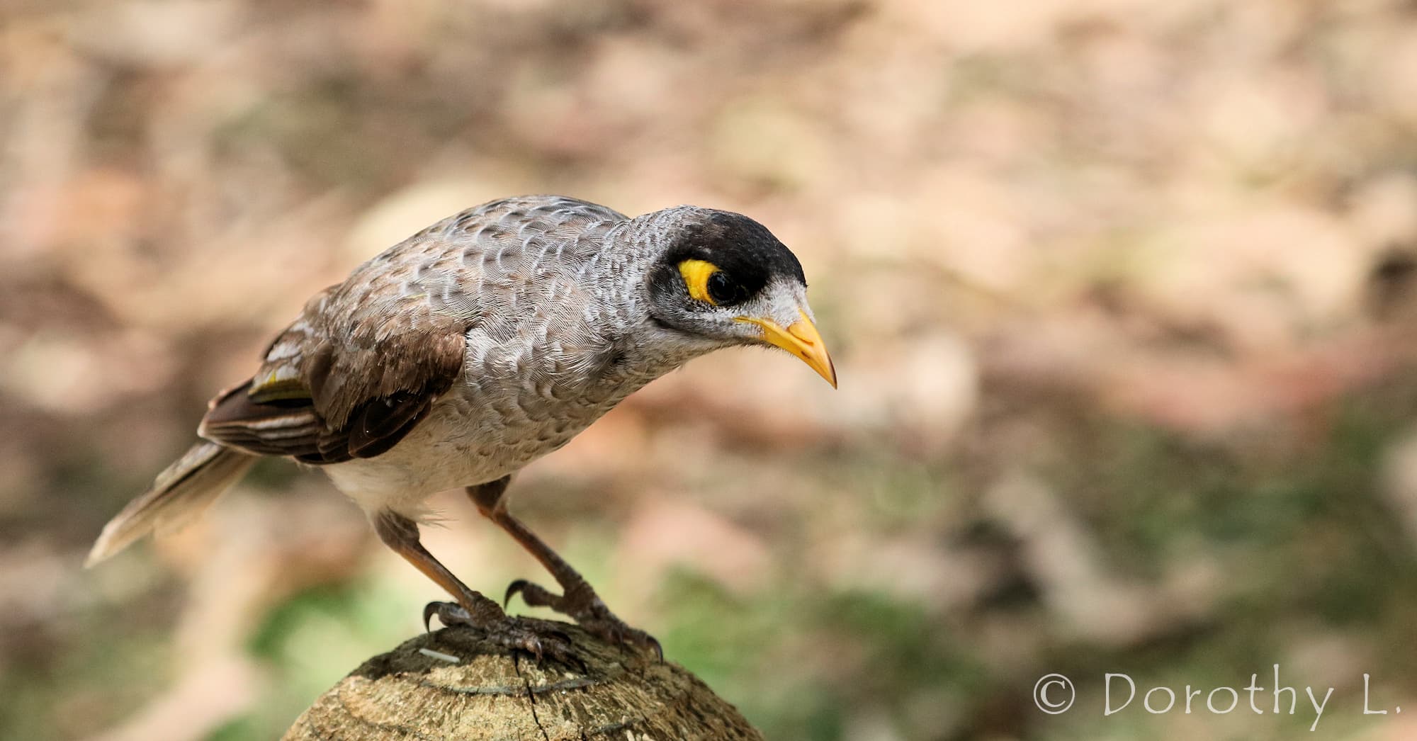 Honeyeaters – Ausemade