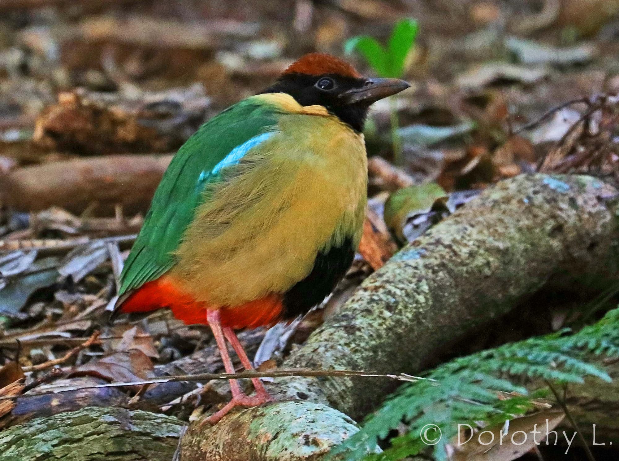 Noisy Pitta – Ausemade