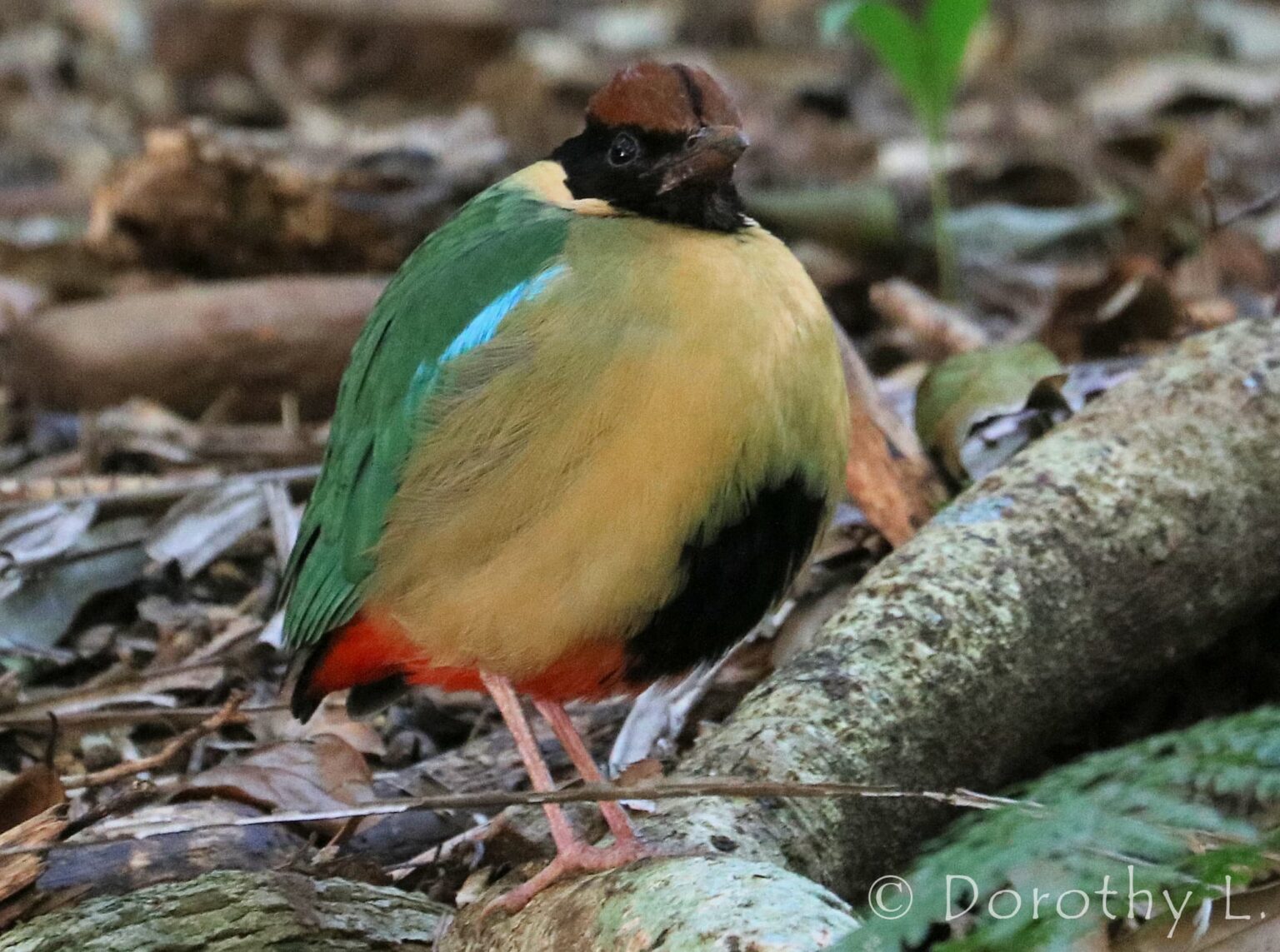 Noisy Pitta – Ausemade