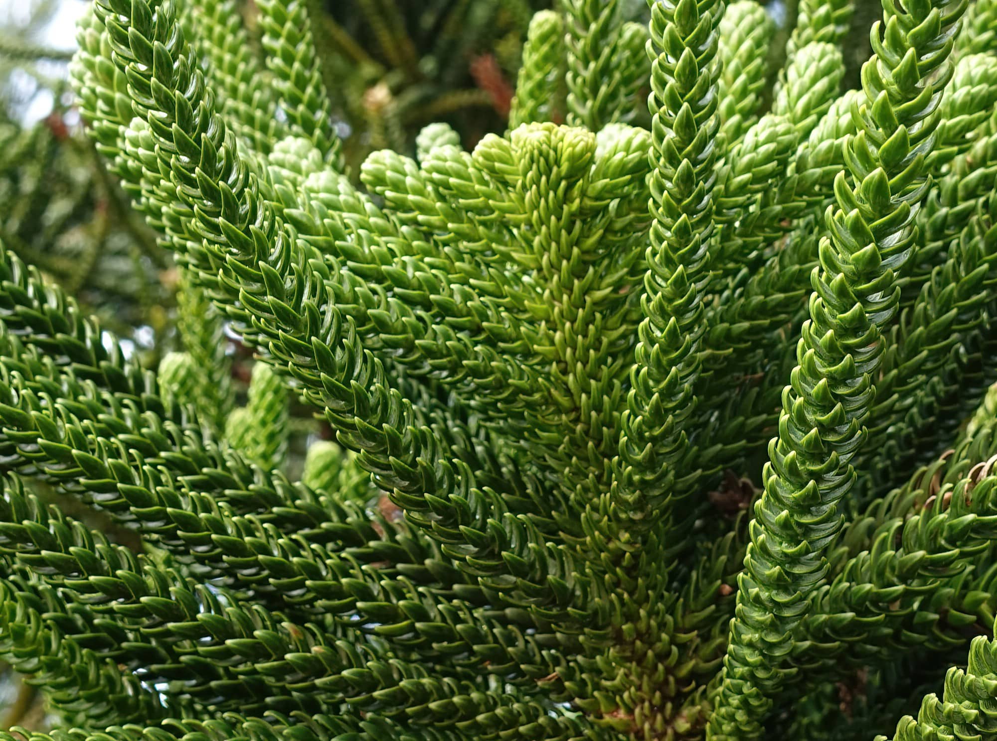 Norfolk Pine – Ausemade