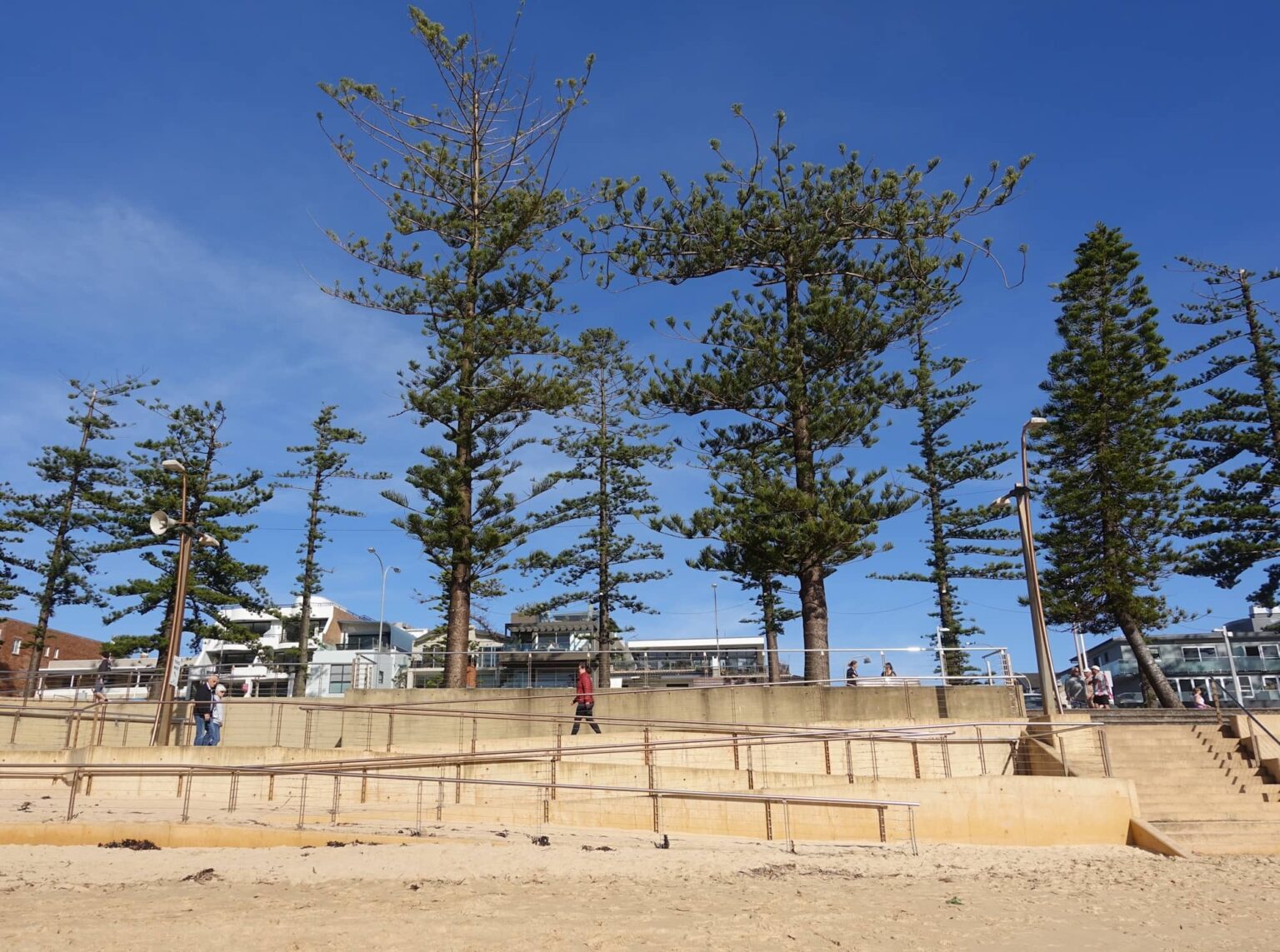 Norfolk Pine – Ausemade