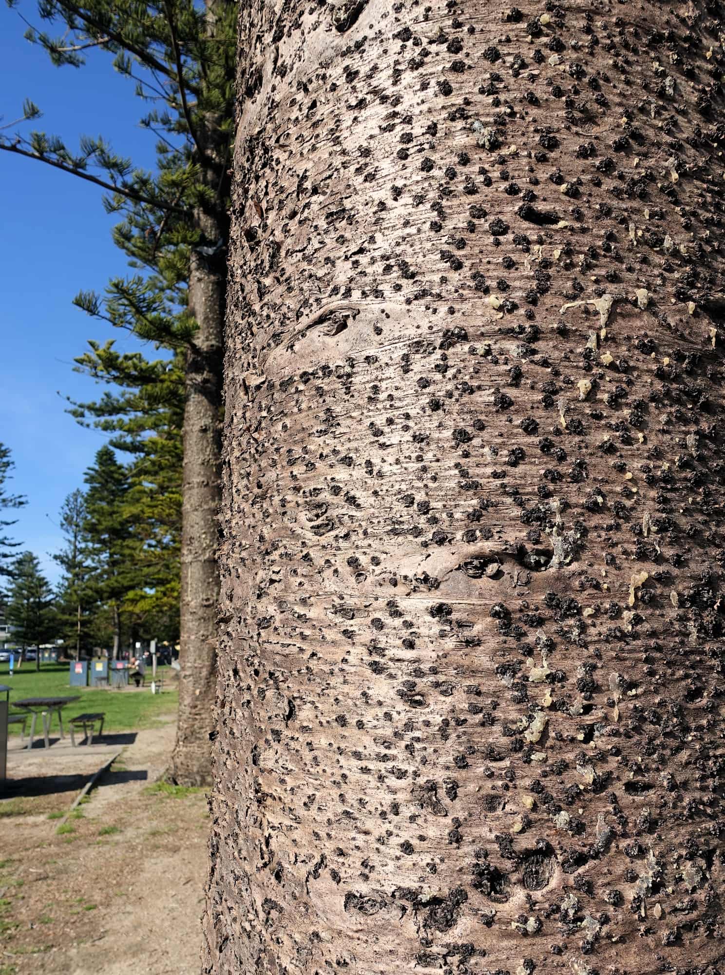 Norfolk Pine – Ausemade