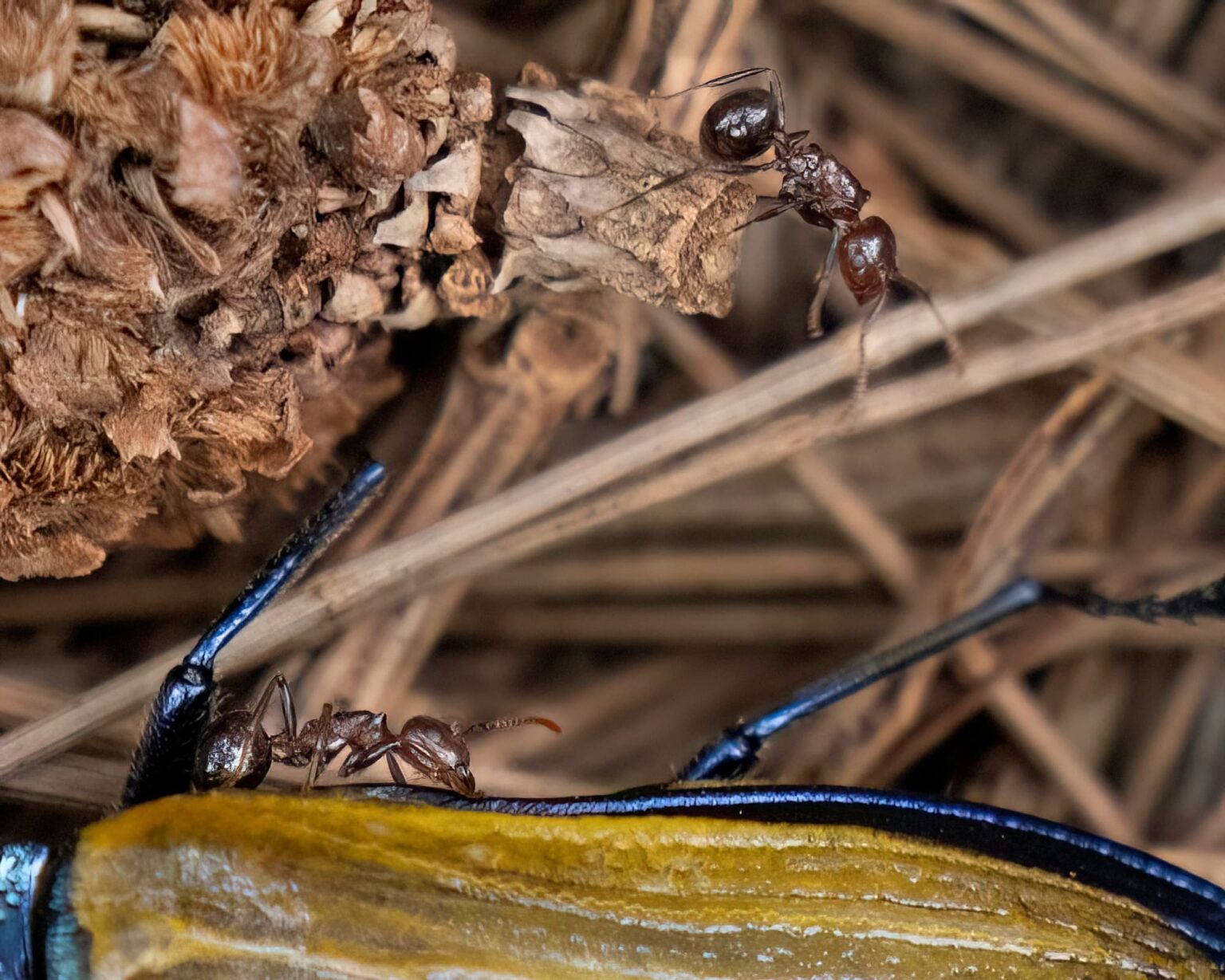 Notoncus gilberti – Ausemade