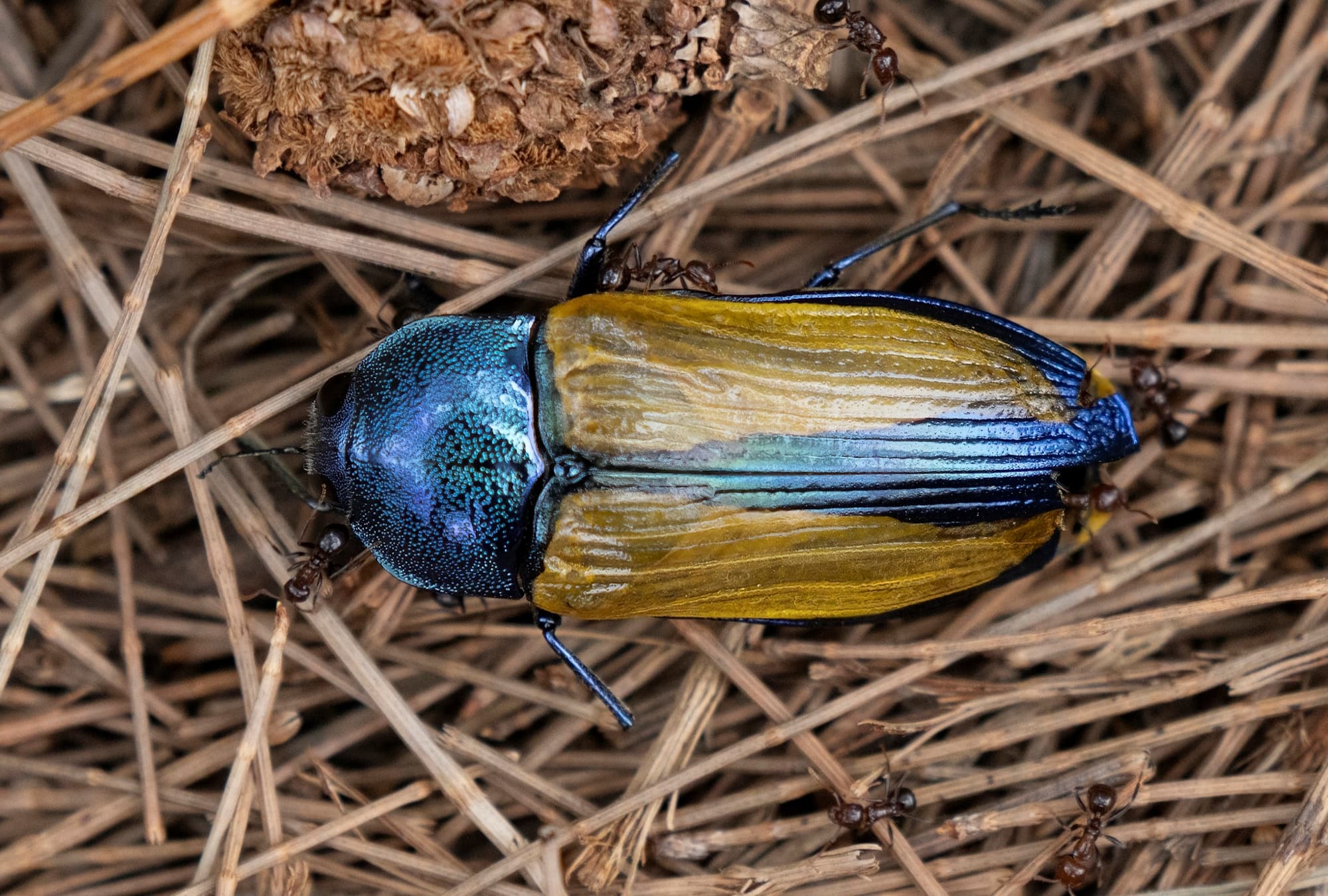 Notoncus gilberti – Ausemade