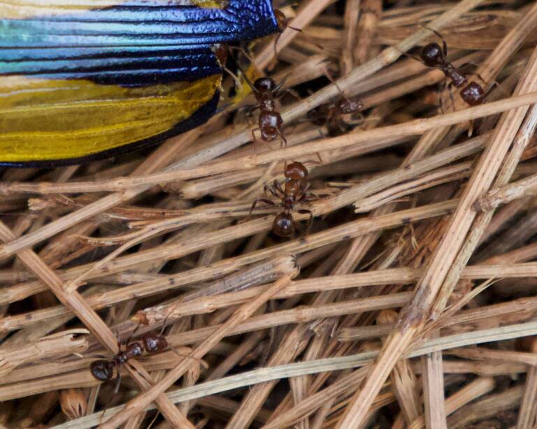 Notoncus gilberti – Ausemade