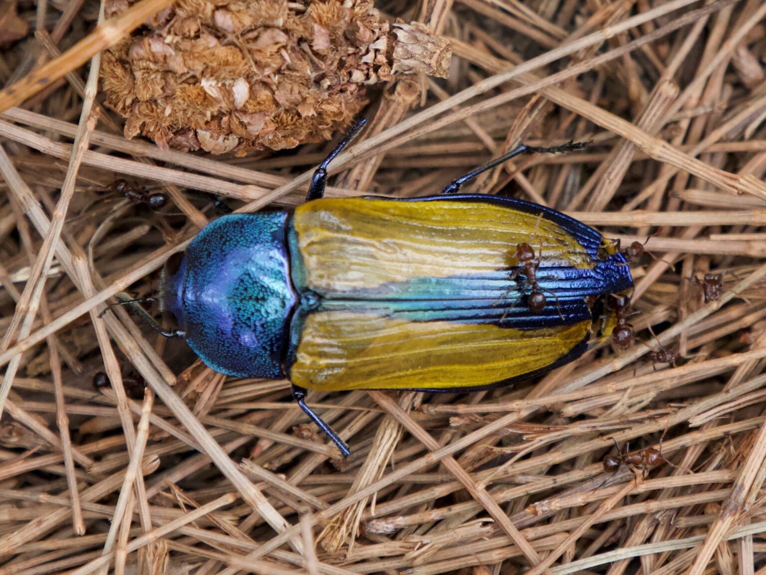 Notoncus gilberti – Ausemade