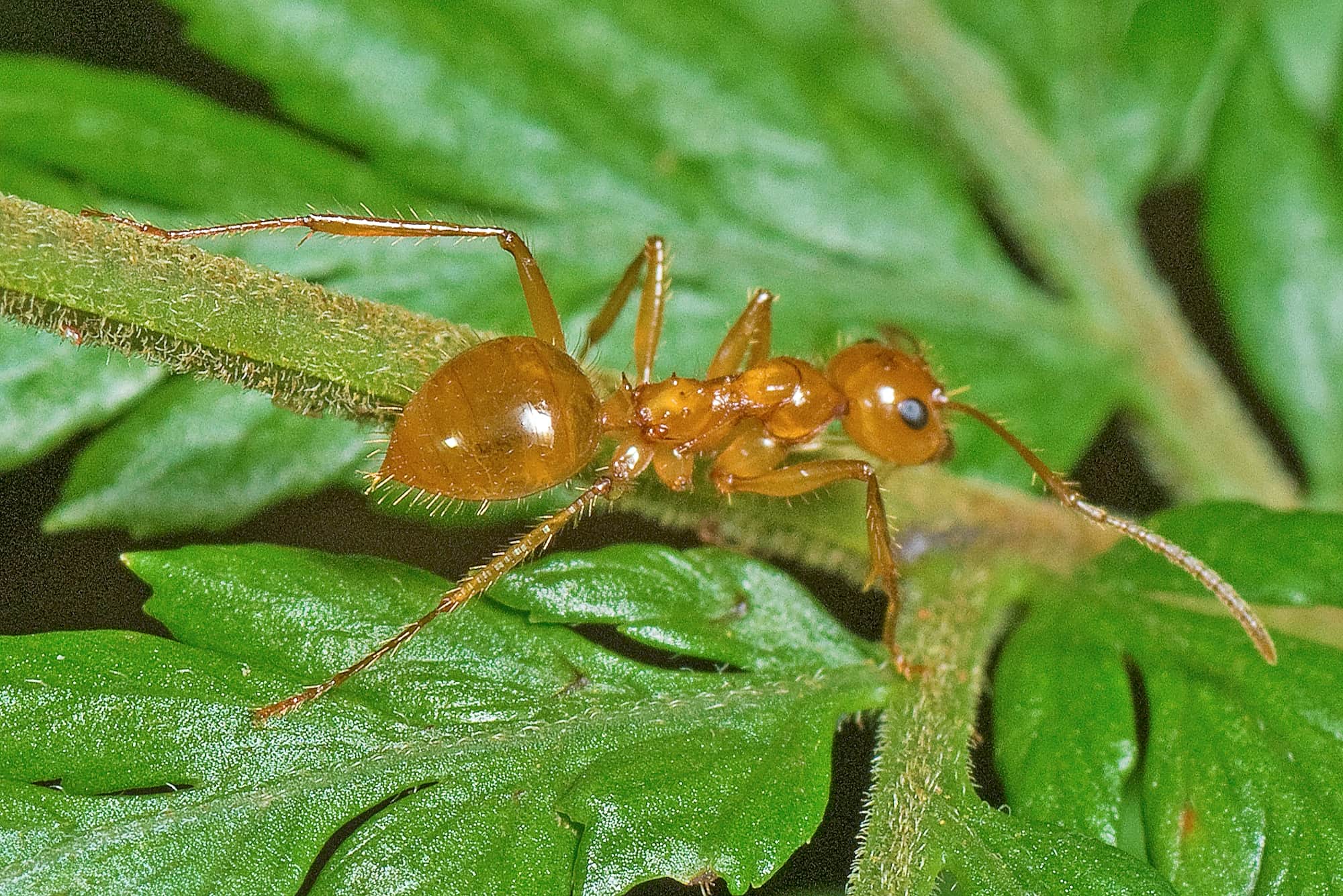 Notoncus spinisquamis – Ausemade