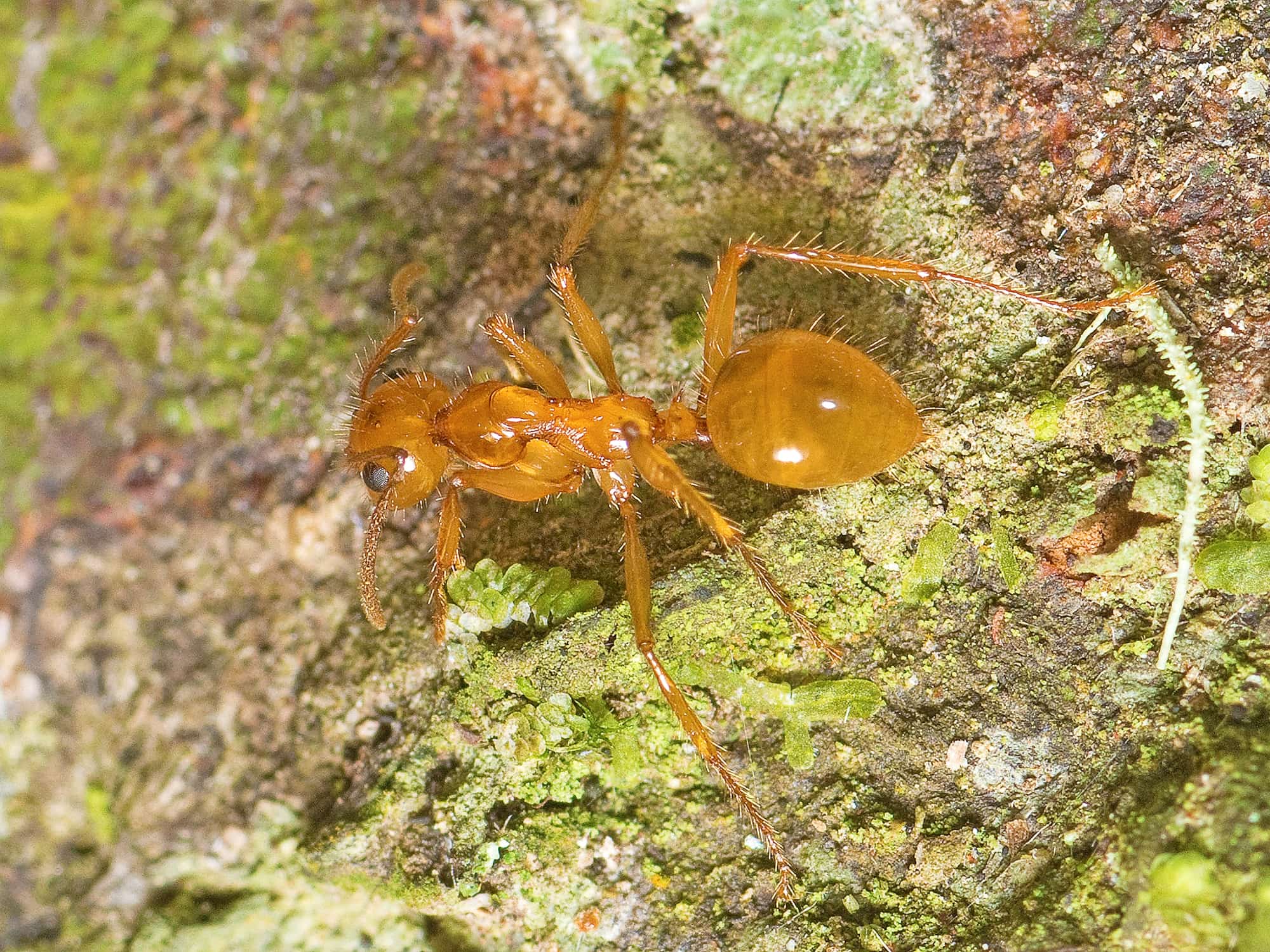 Notoncus spinisquamis – Ausemade