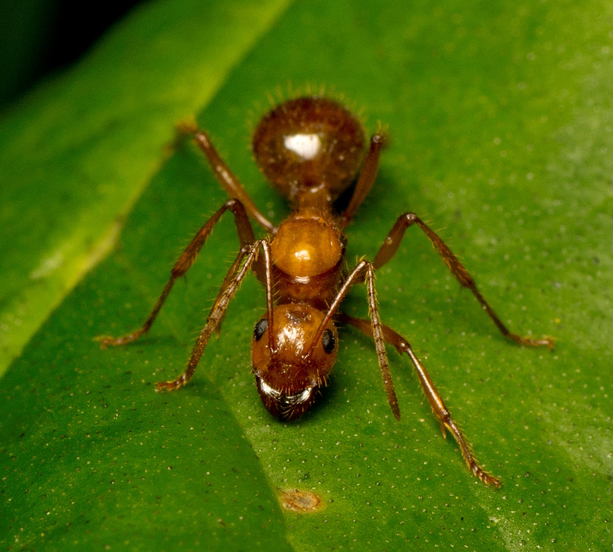 Notoncus spinisquamis – Ausemade