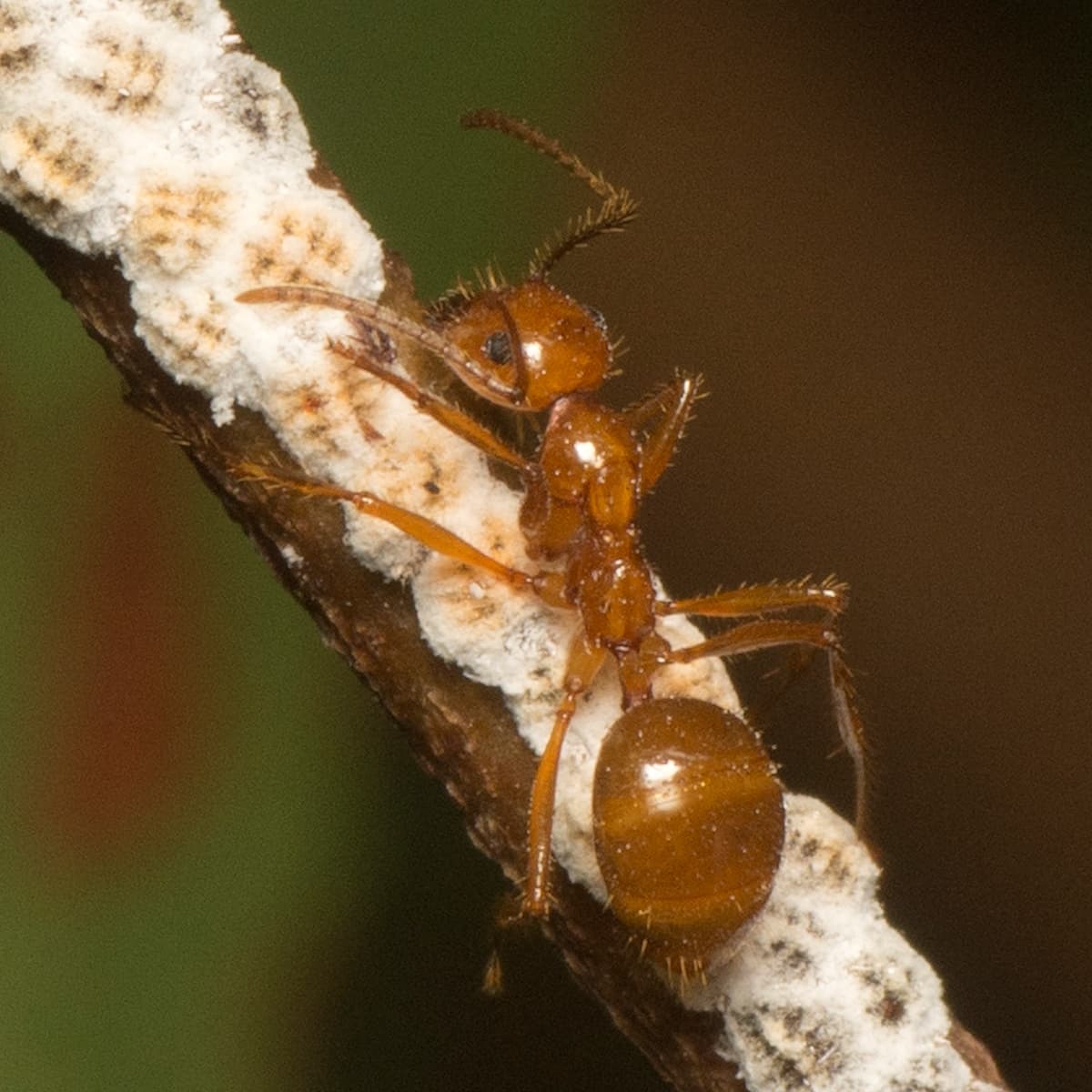 Notoncus spinisquamis – Ausemade